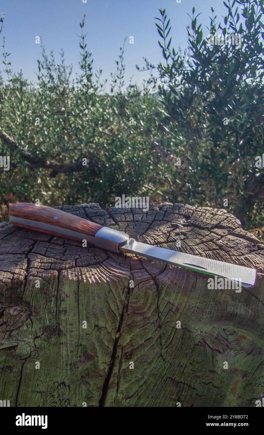 Tools displayed over tree stump. Specialized grafting knife Stock Photo ...