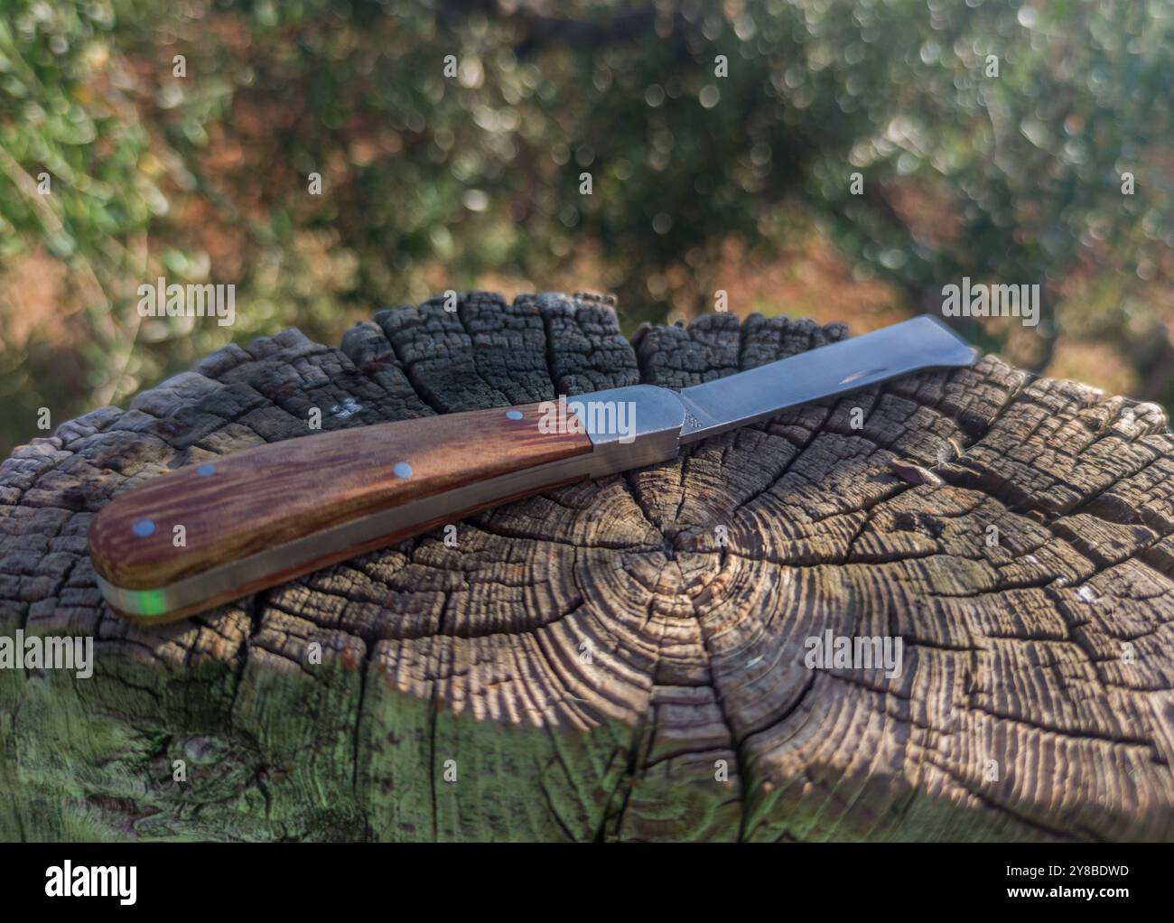 Tools displayed over tree stump. Specialized grafting knife Stock Photo ...