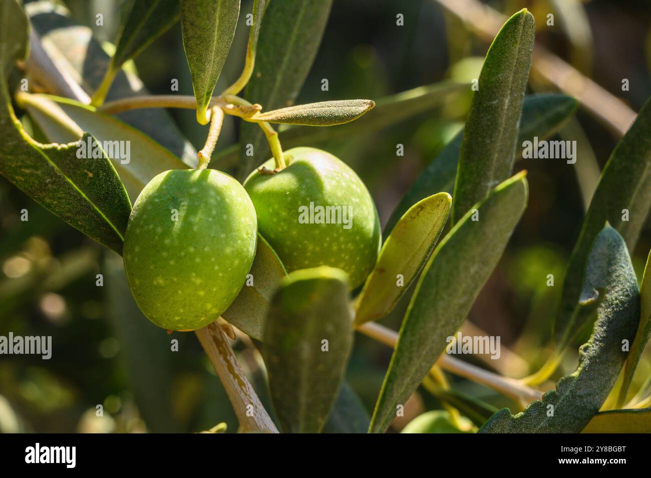 Green olives hanging from olive tree branches in a Mediterranean ...