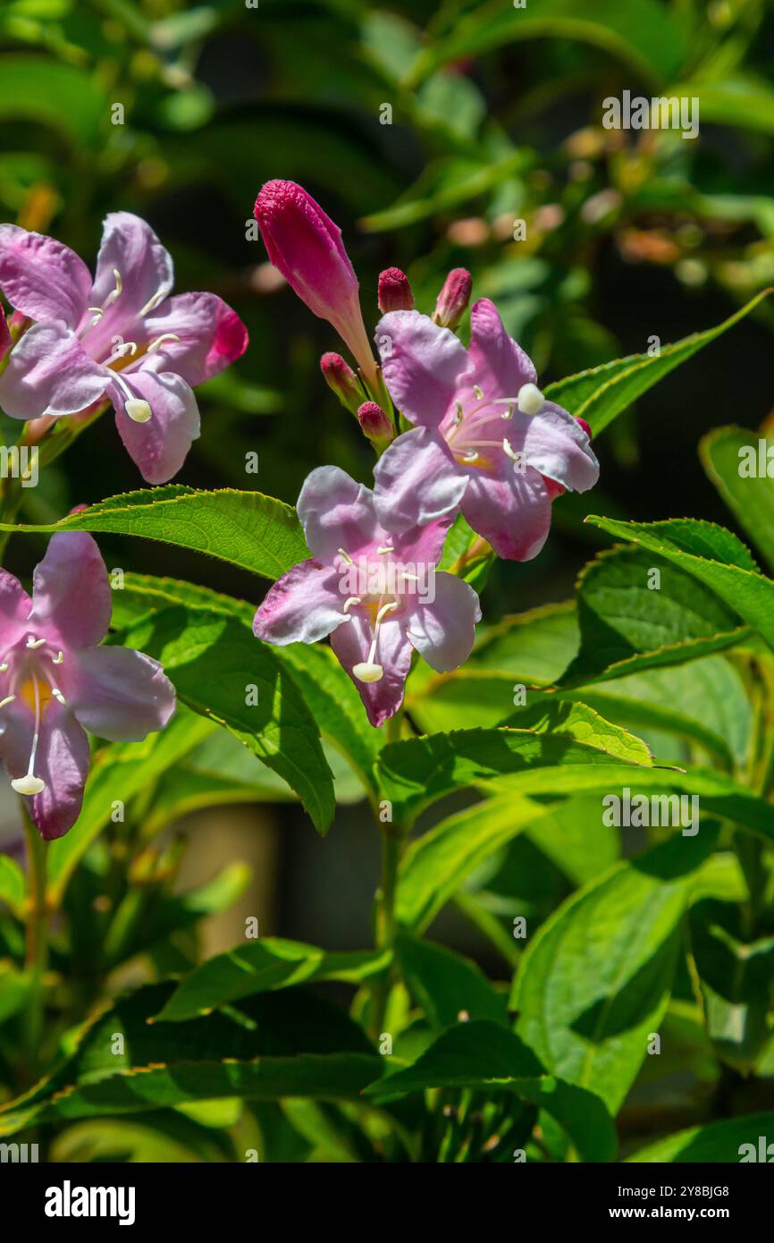 Weigela Bristol Ruby red flowers - Latin name - Weigela florida Bristol ...