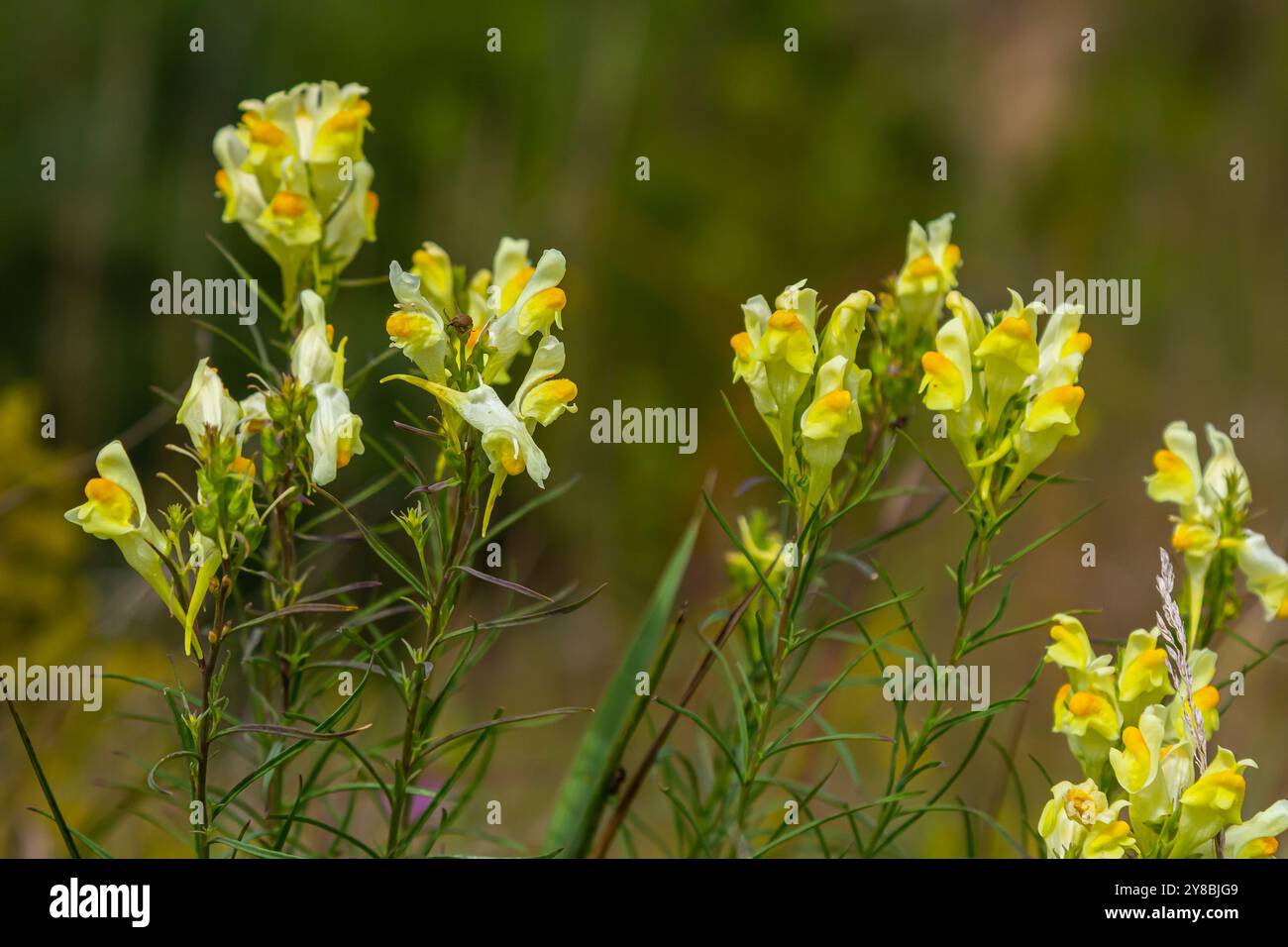Flaxseed or wild snapdragon Linaria vulgaris is a medicinal herb ...