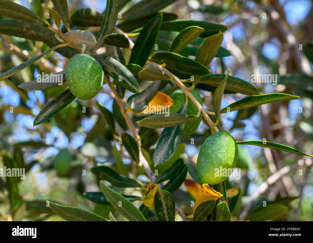 Green olives on olive tree branch. Olive oil production. Fresh olives ...