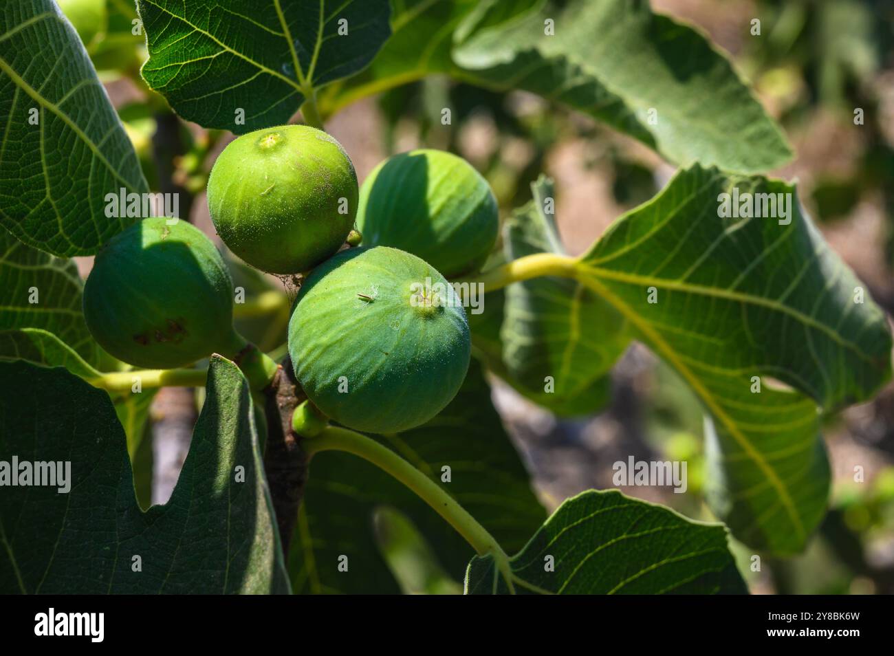 Fig leaf adam and eve hi-res stock photography and images - Alamy