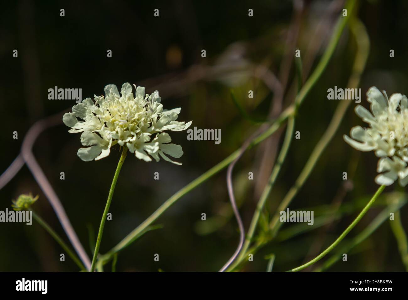 Scabious flower in bloom hi-res stock photography and images - Alamy