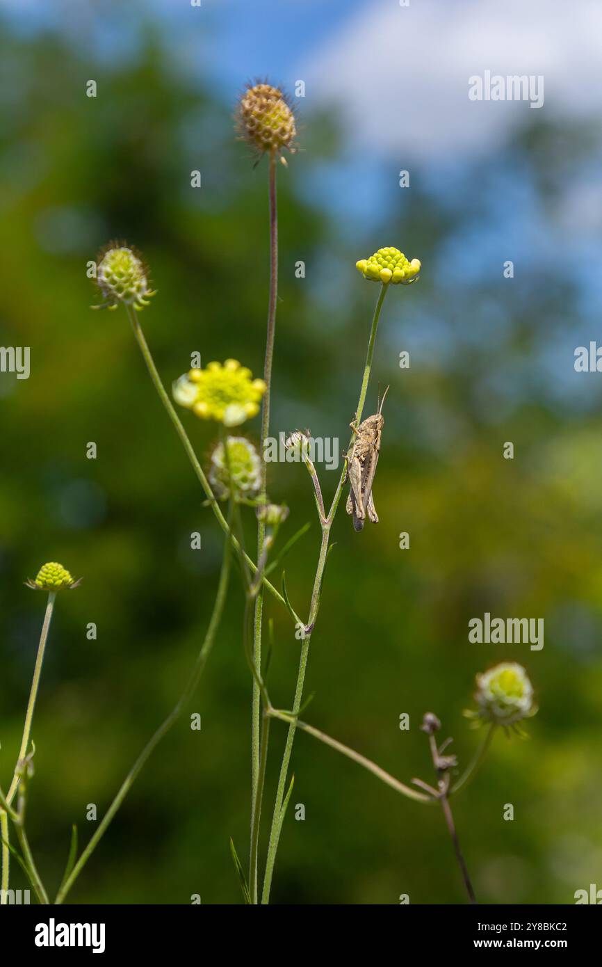 Cream scabious pincushion, Scabiosa ochroleuca, in flower Stock Photo ...