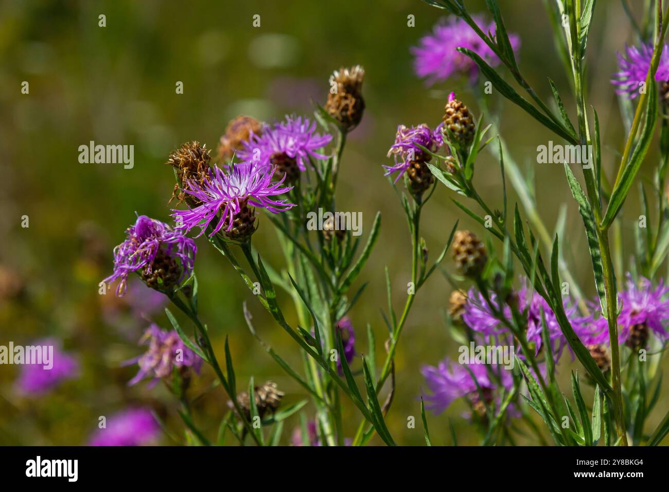 Blooming meadow knapweed, Centaurea jacea, on the meadow Stock Photo ...