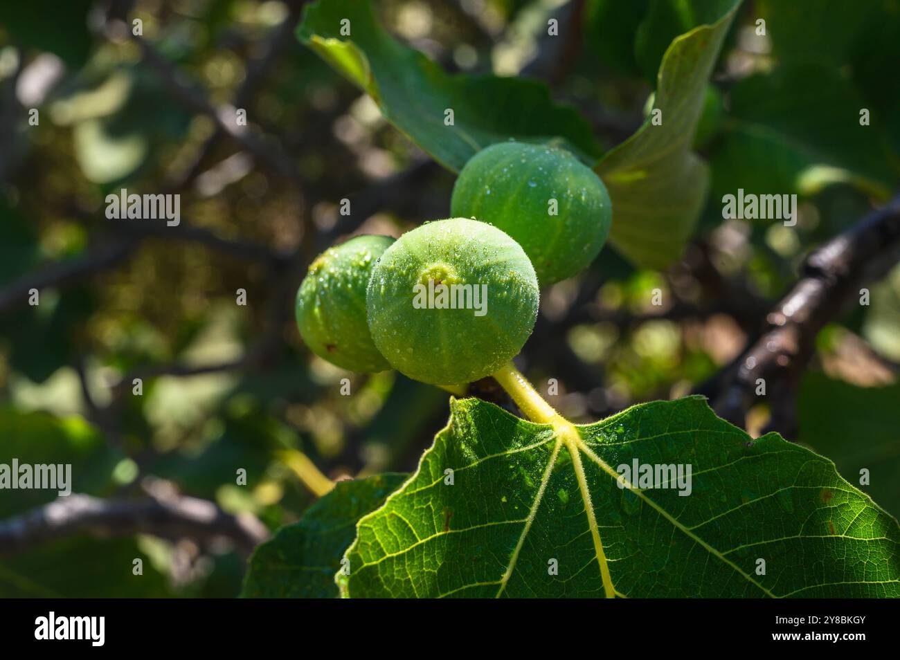 1 fig tree hi-res stock photography and images - Alamy