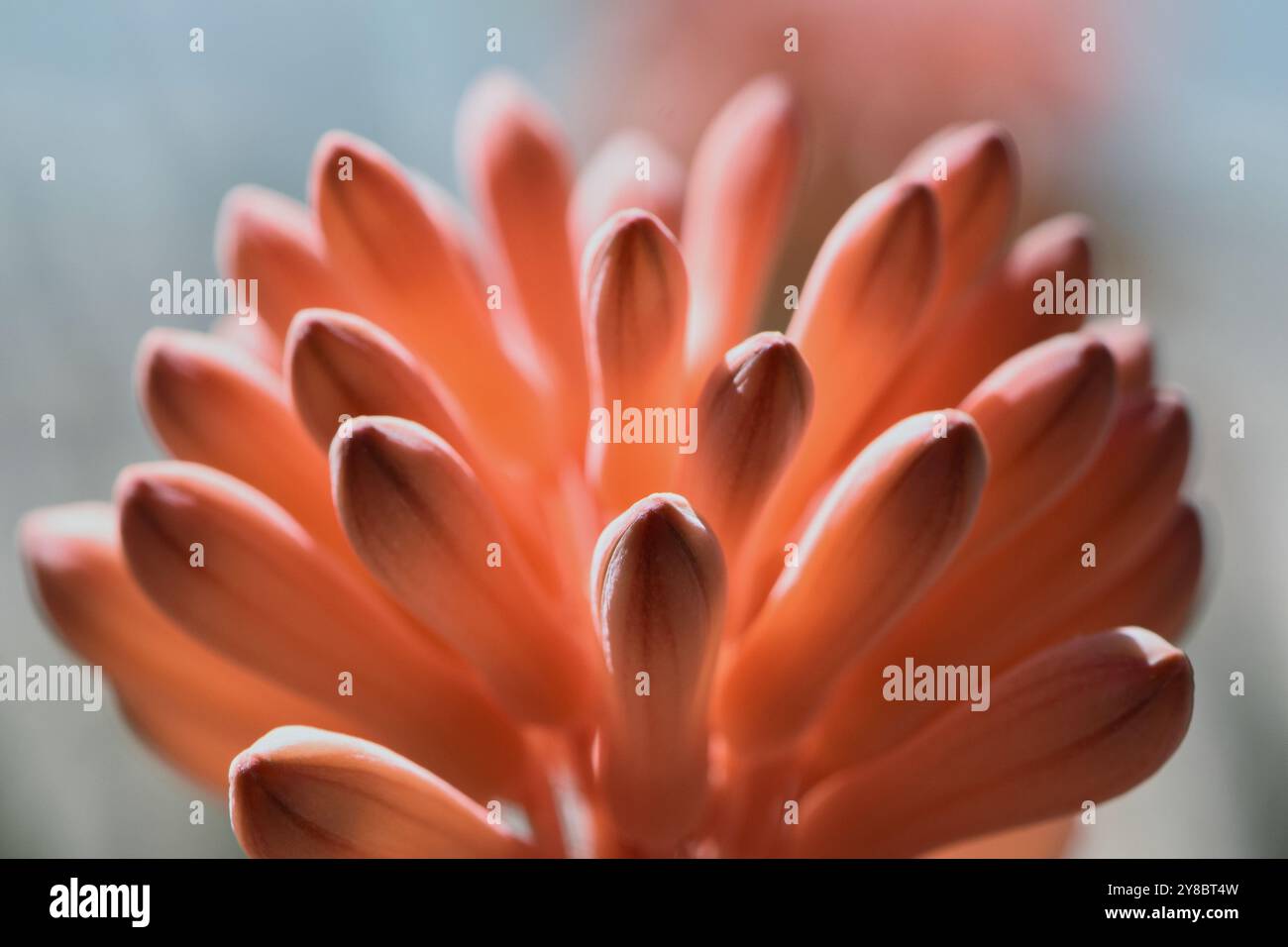 Halfcirclebloom hi-res stock photography and images - Alamy