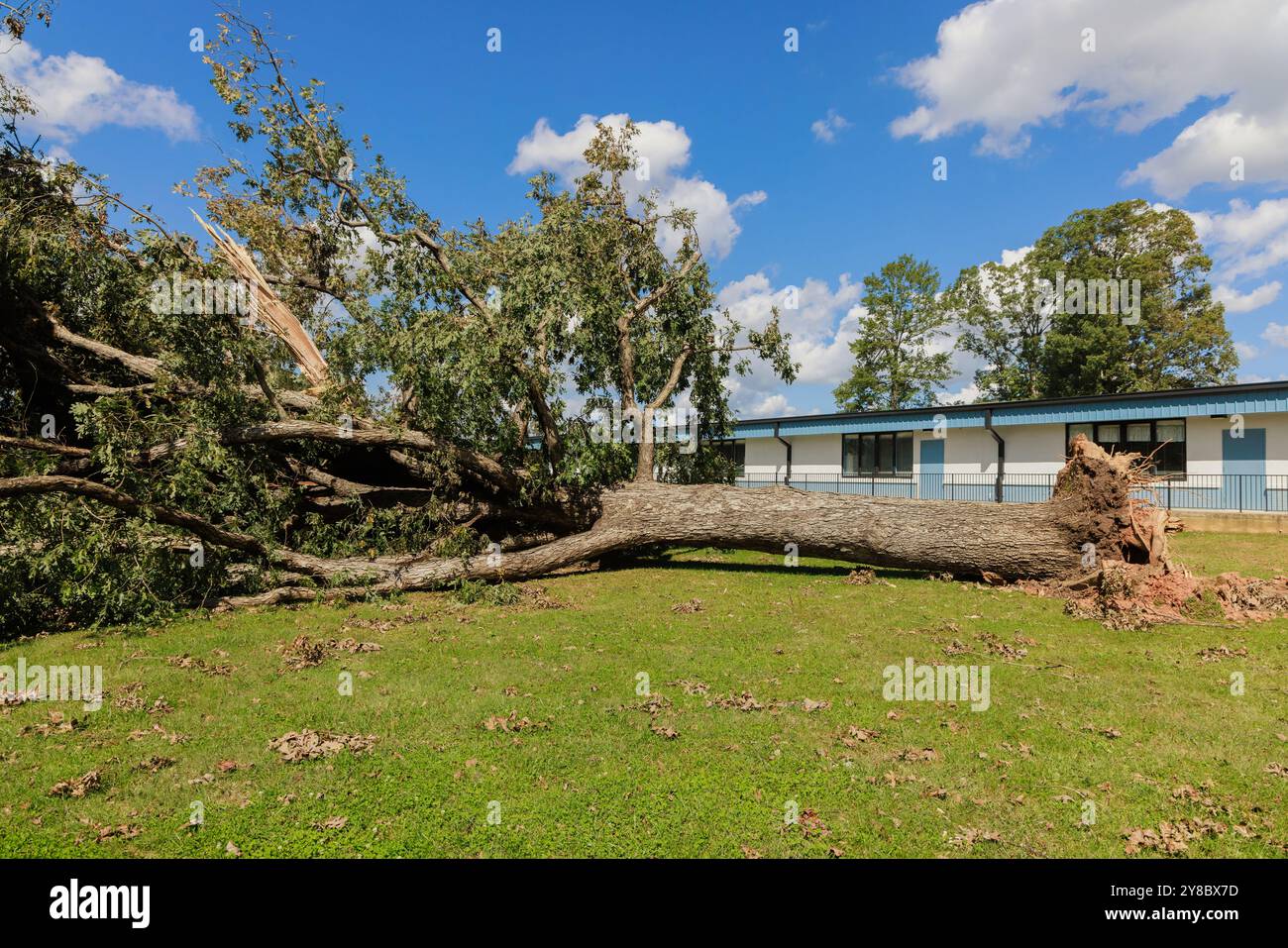 Strong winds during stormy hurricane uprooted tree at ground level ...