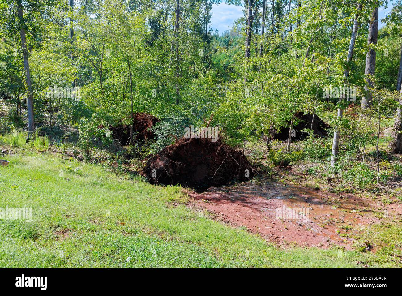 If there violent hurricane, stormy winds uproot trees on ground ...