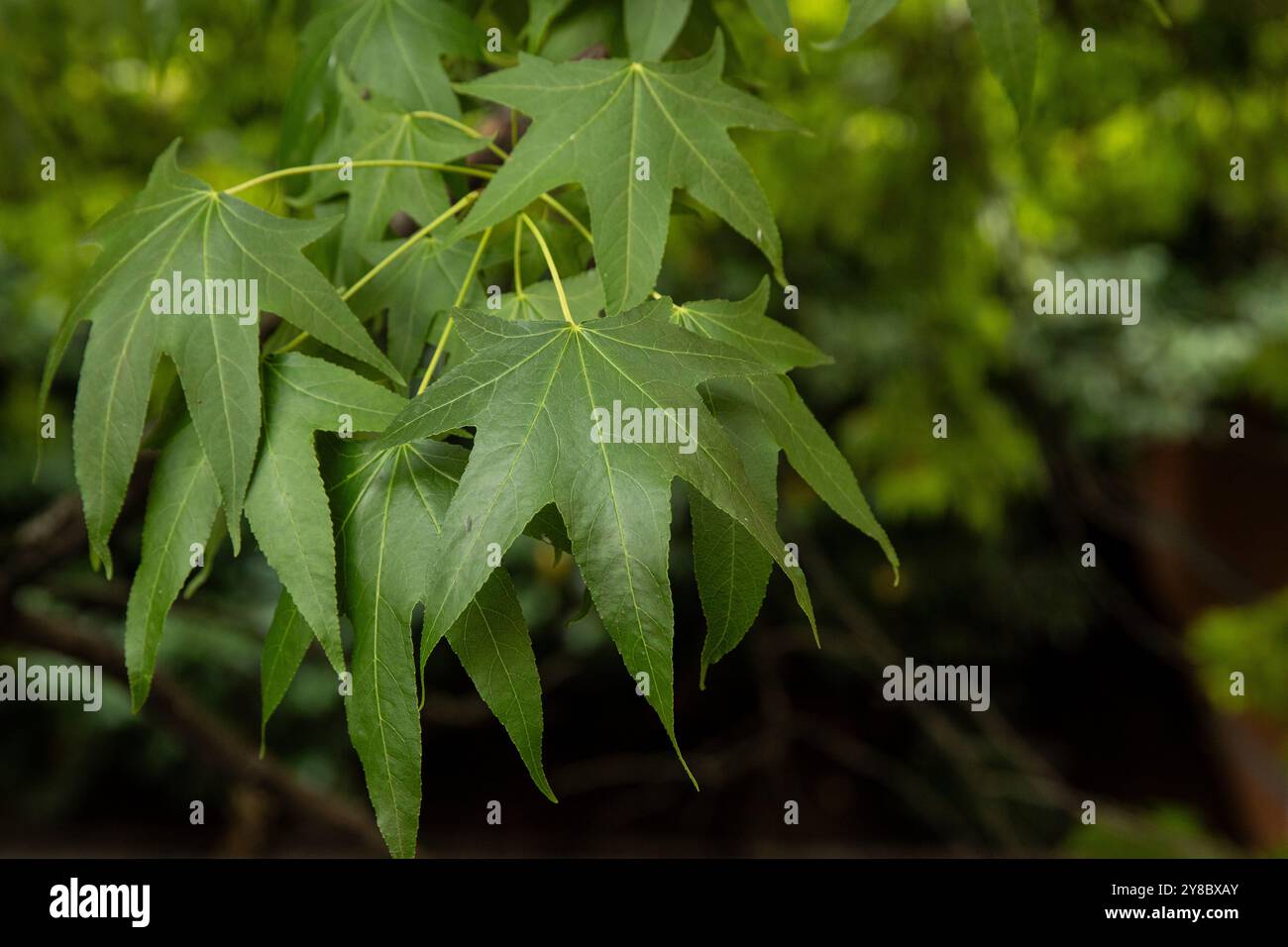 close up of a bunch of Sweetgum leaves. Looks like a maple tree Stock ...