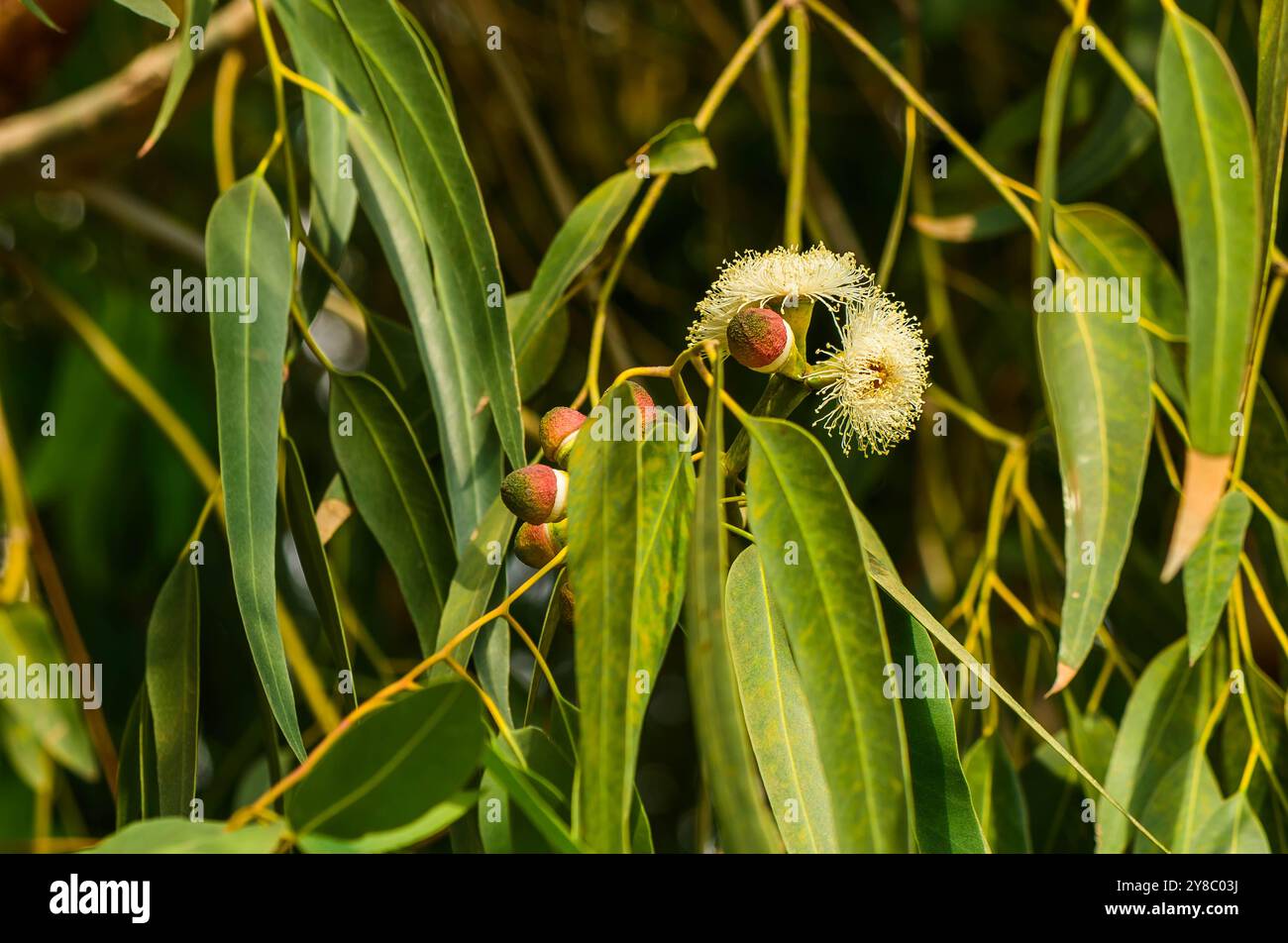 a bee pollinates eucalyptus flowers in Cyprus Stock Photo - Alamy