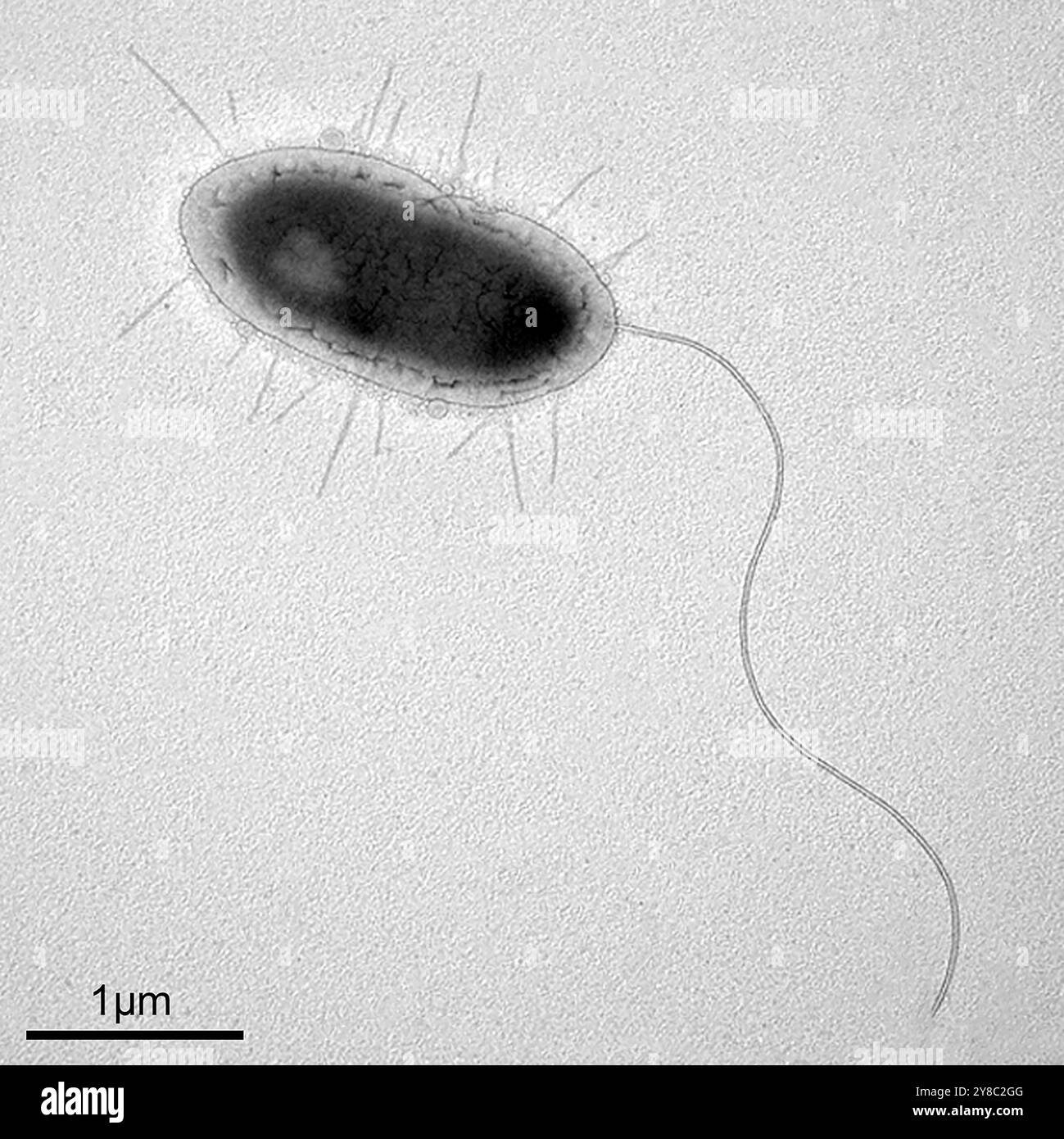Chromobacterium phragmitis bacteria hi-res stock photography and images ...