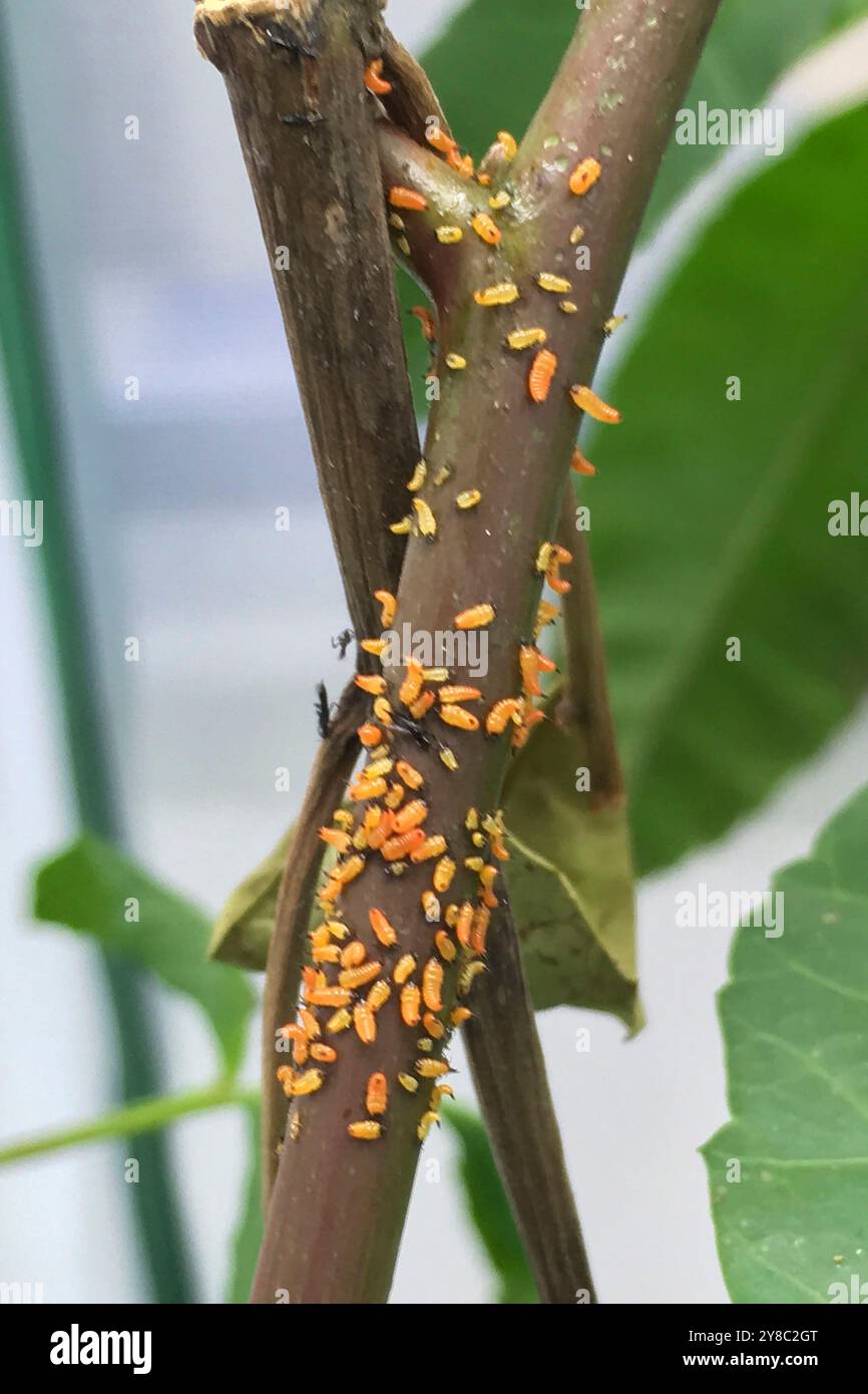 Brazilian Peppertree Thrips, Pseudophilothrips ichini Stock Photo - Alamy