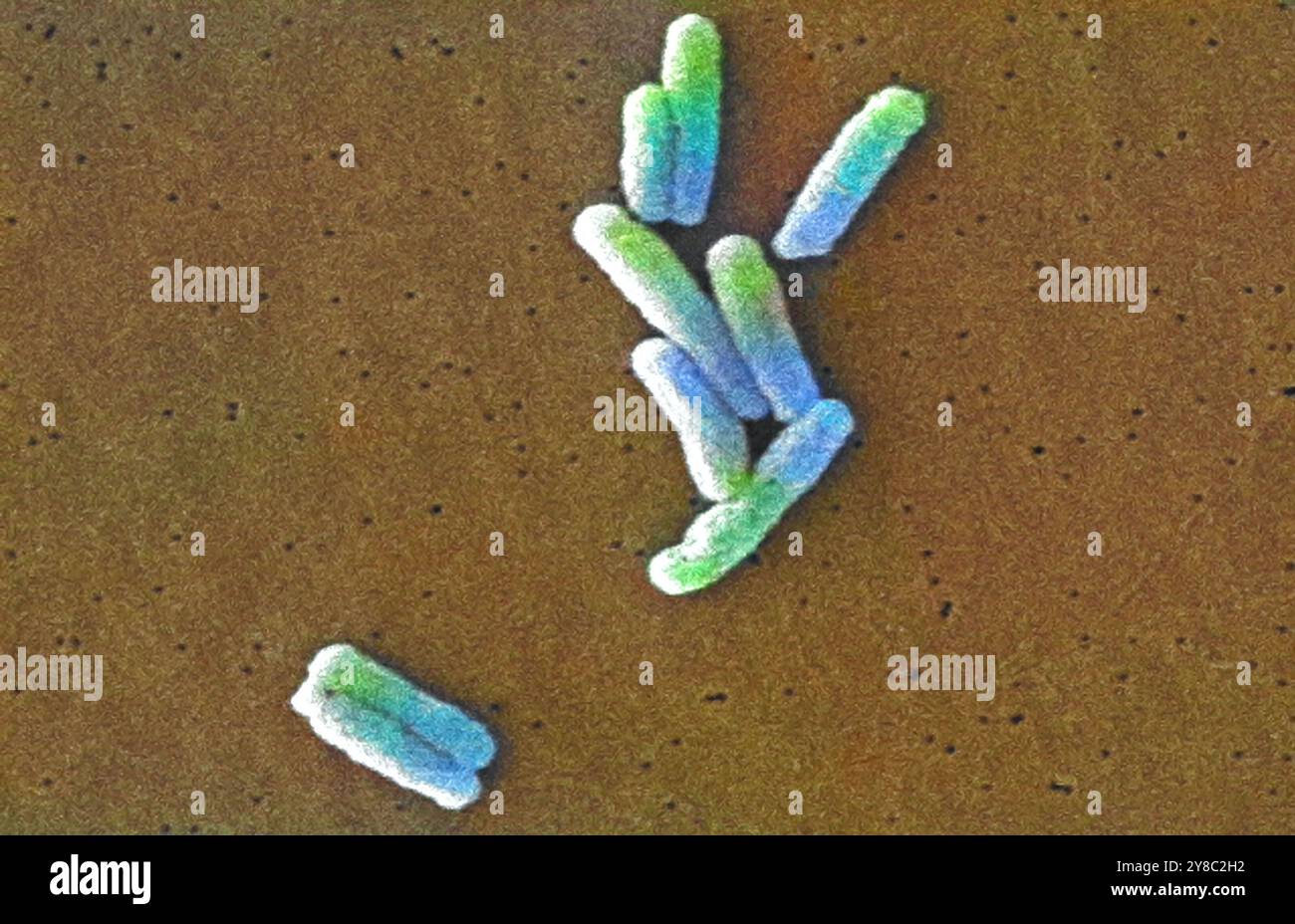 Bacteria micrograph hi-res stock photography and images - Alamy