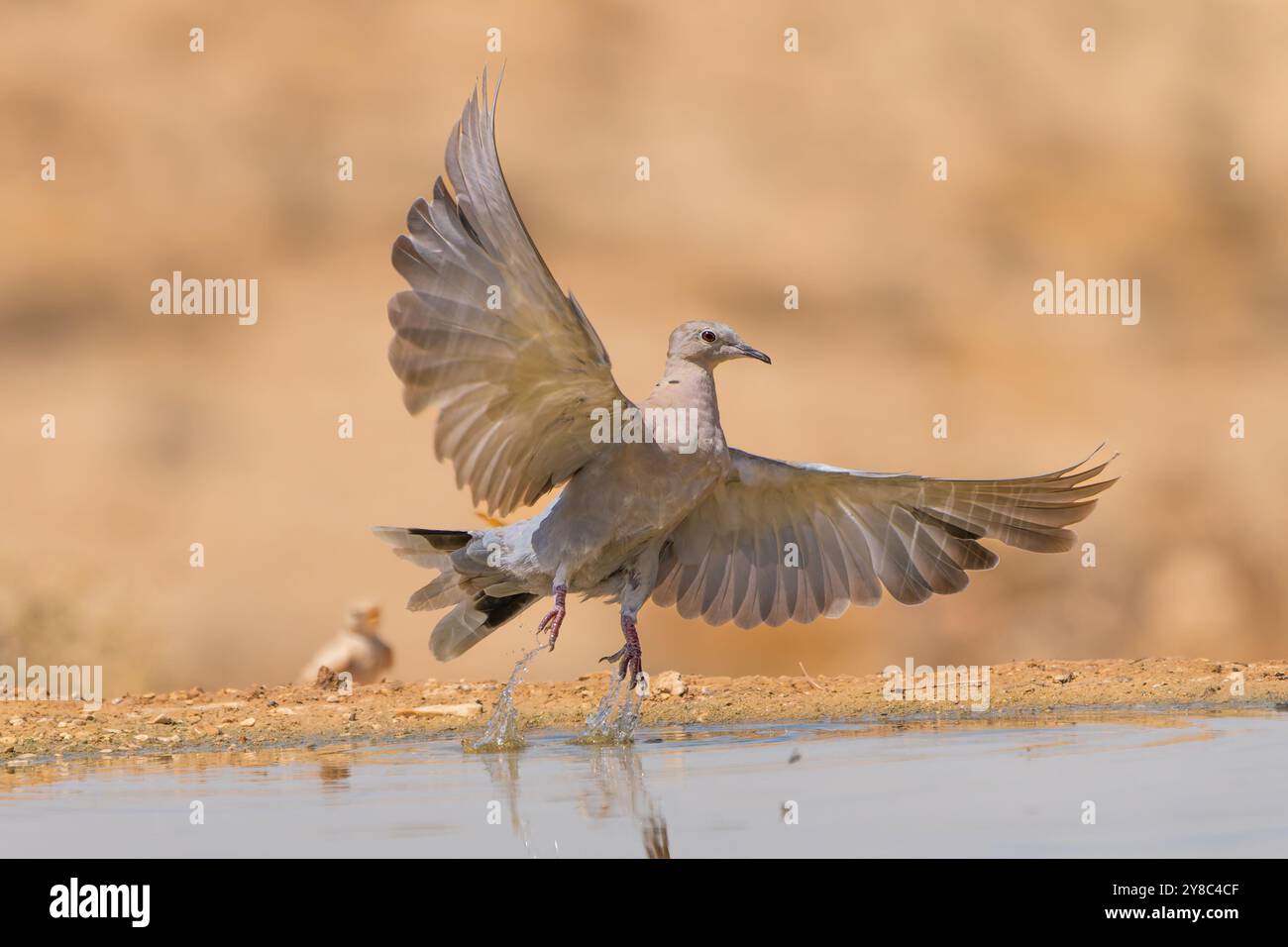 Collared dove feathers hi-res stock photography and images - Alamy