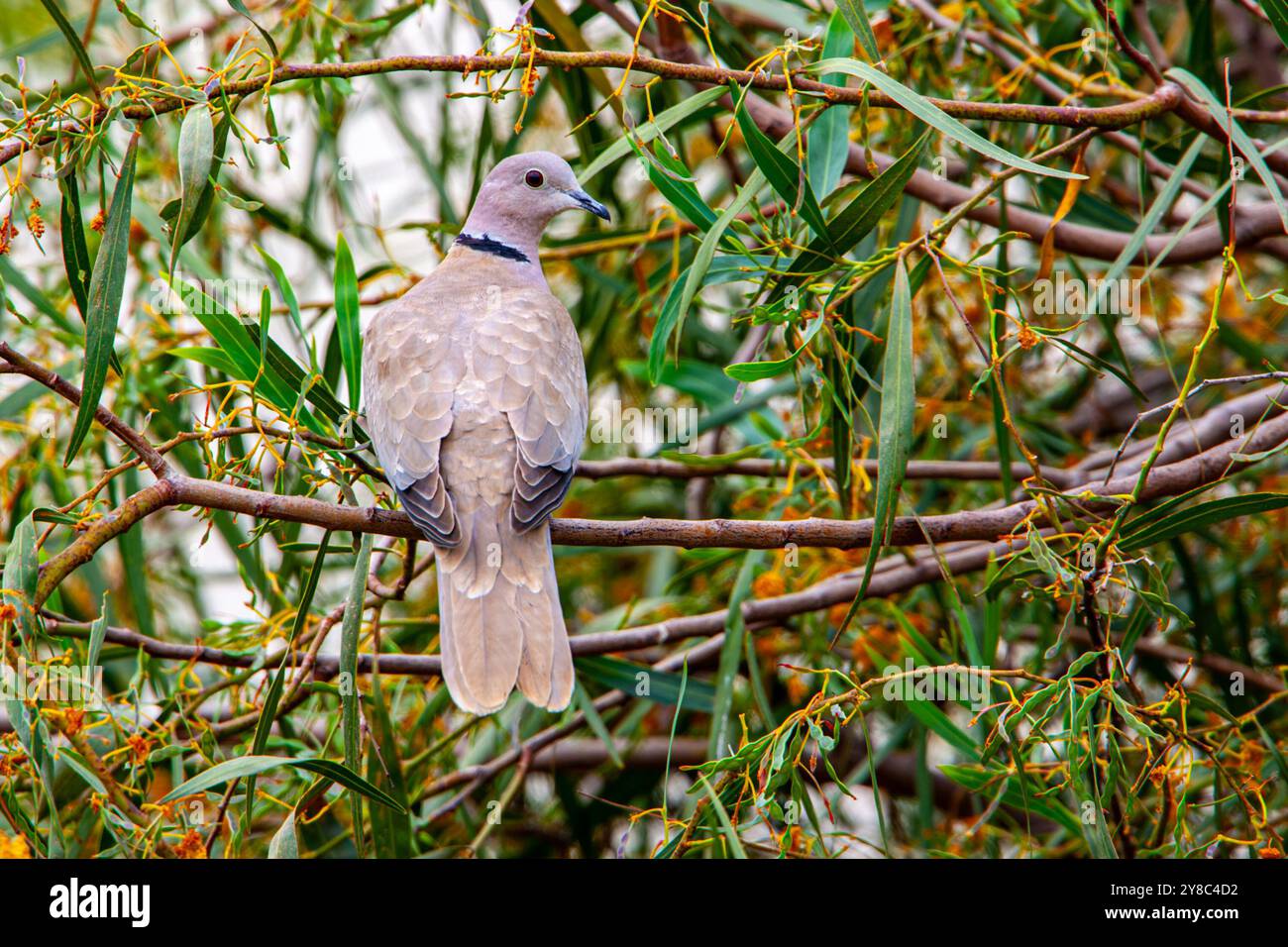 White collared dove on hi-res stock photography and images - Alamy