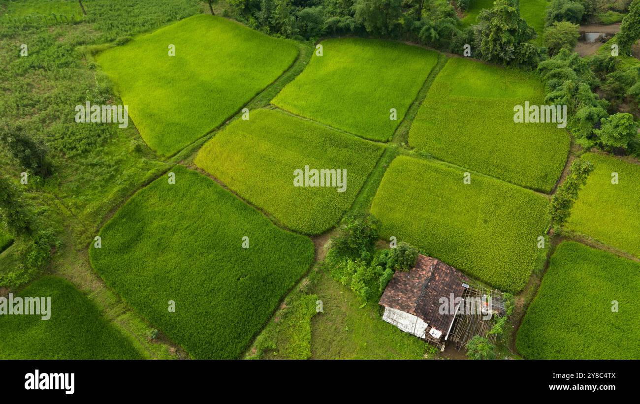 Aerial shot of Beautiful Farm land with village house. Peaceful village ...
