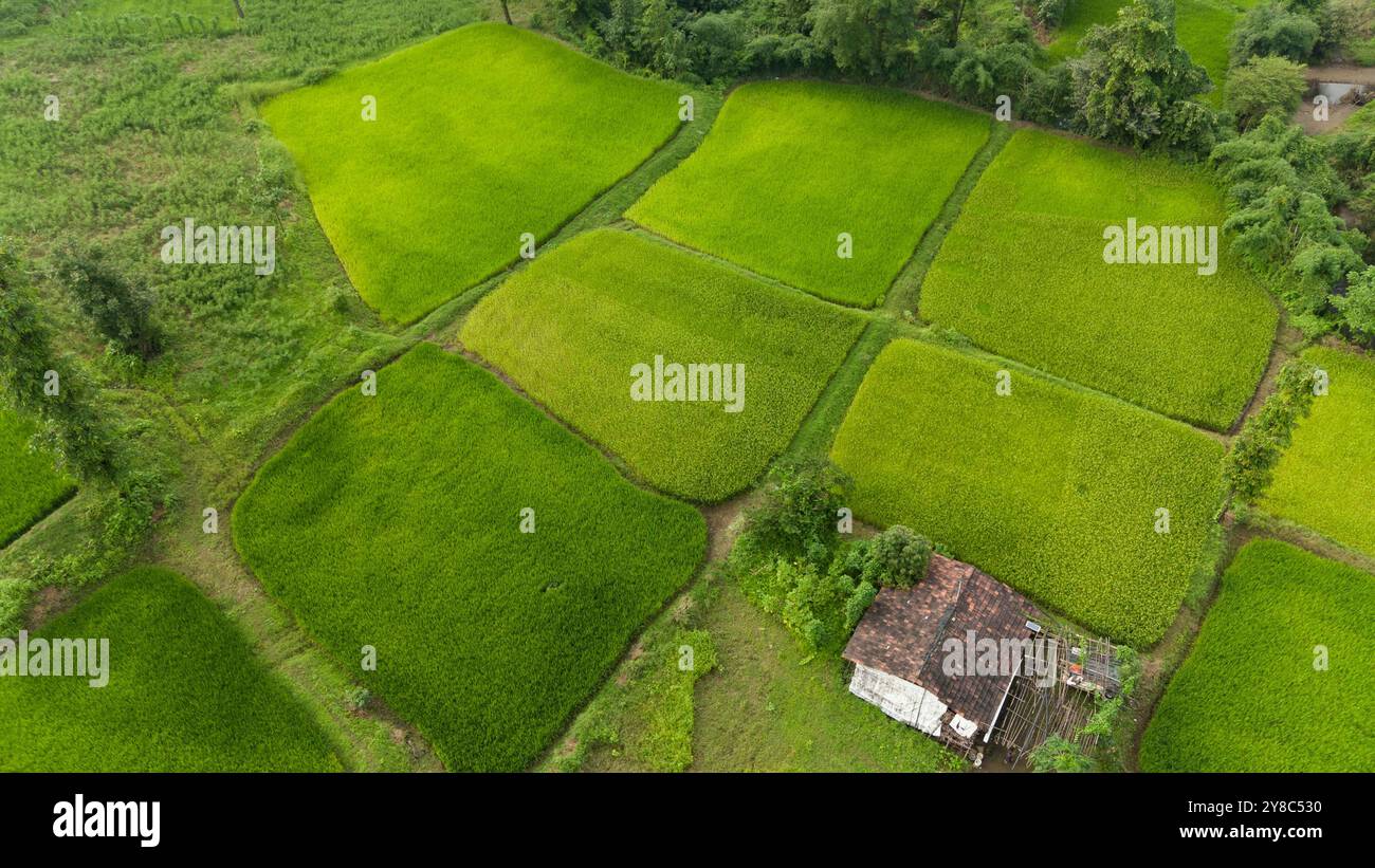 Aerial shot of Beautiful Farm land with village house. Peaceful village ...