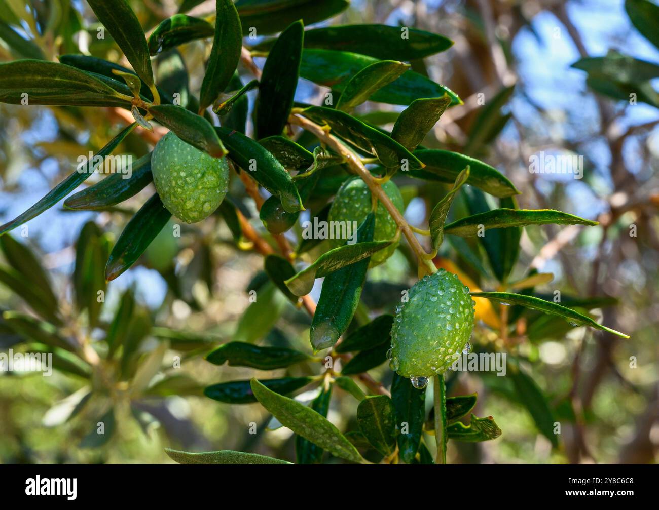 Olive tree branches in hi-res stock photography and images - Alamy