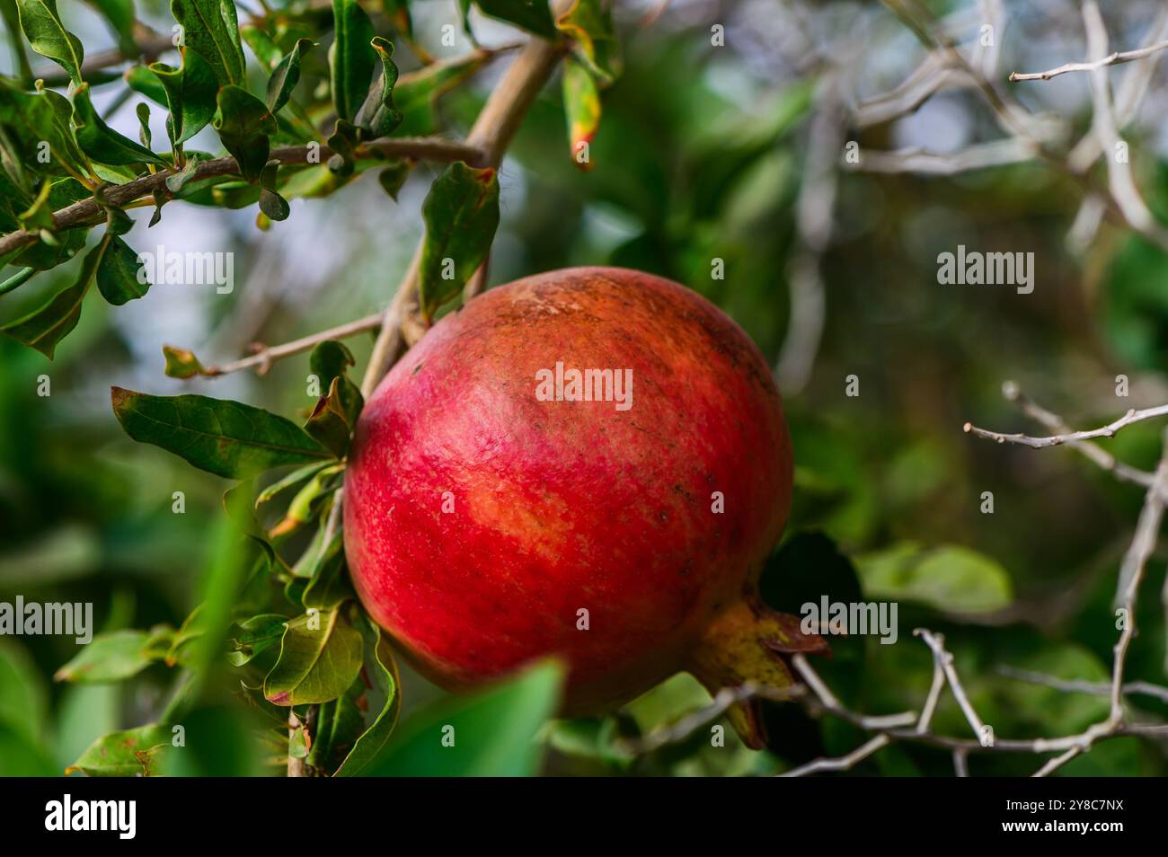 Red pomegranate trees with full of fruits Stock Photo - Alamy