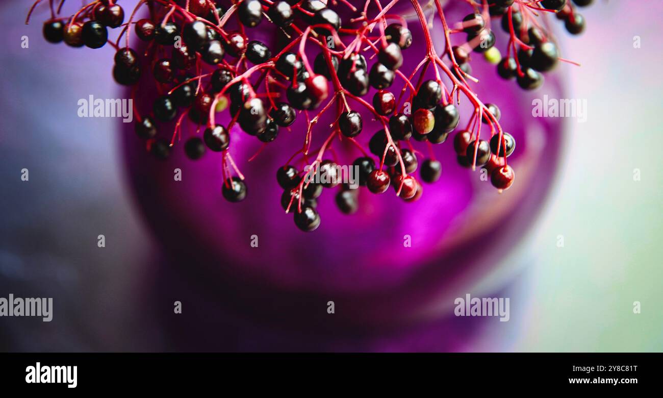 Purple glass vase with ripe elderberries overhanging with soft purple ...