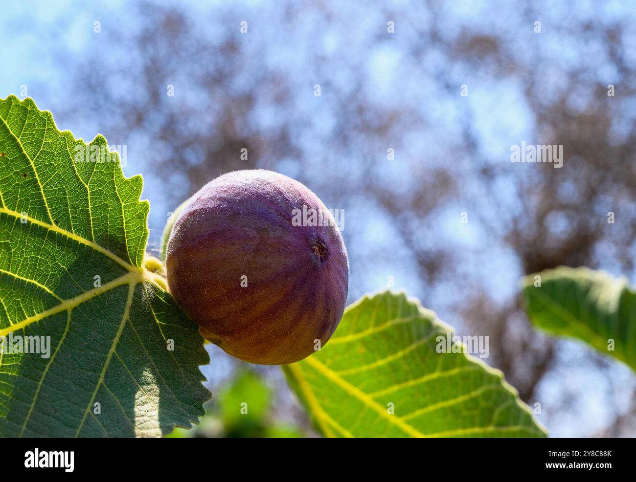 Figs on a fig tree branch with leaves Stock Photo - Alamy