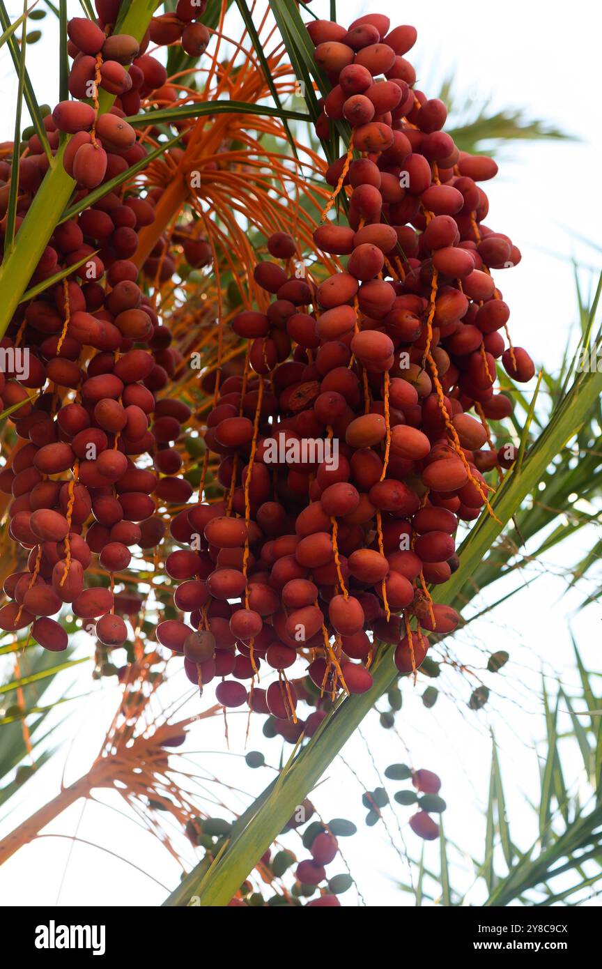 Clusters of red dates hanging amidst the green fronds of a date palm ...