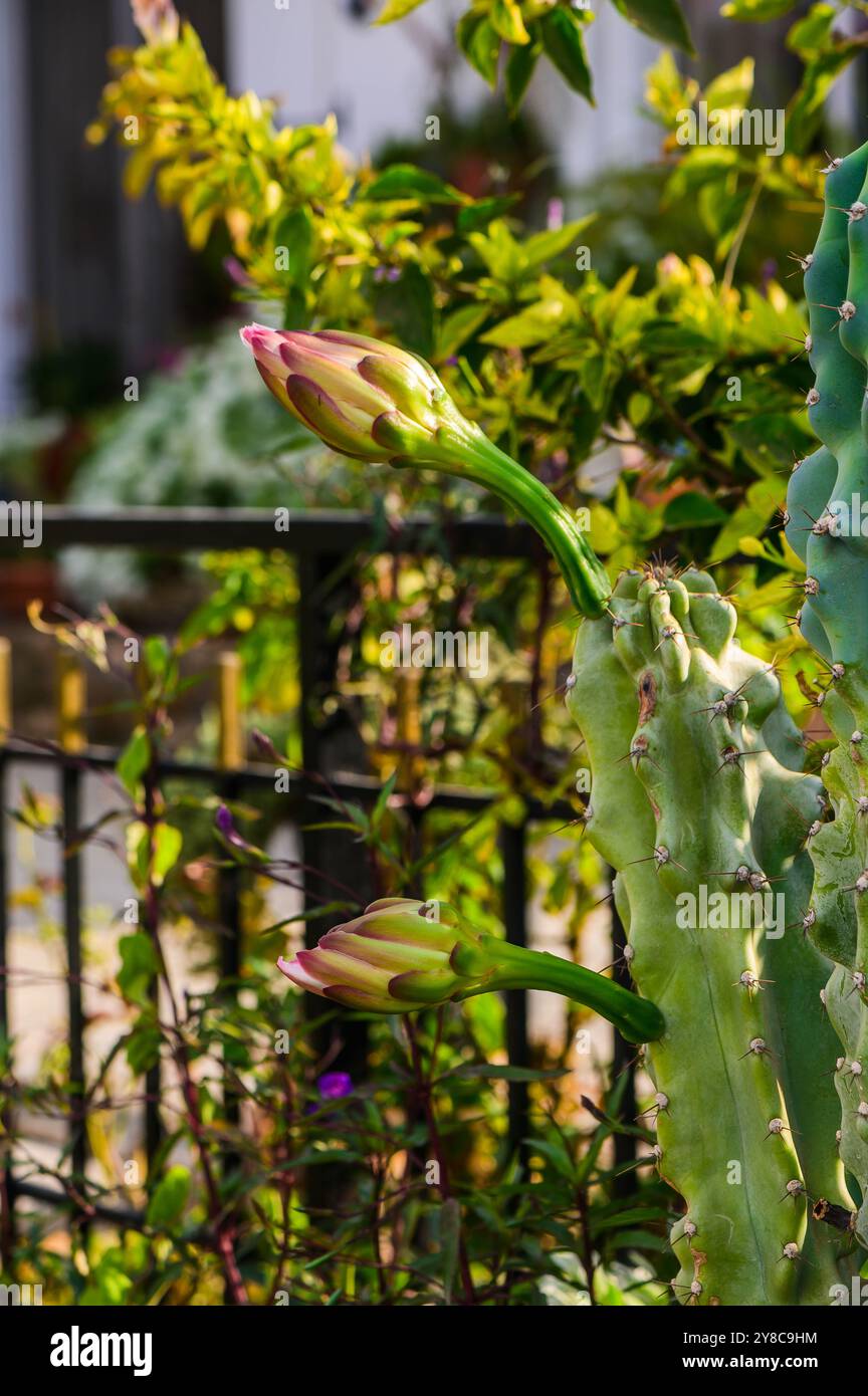 blooming columnar cactus from the Genus Cereus Stock Photo - Alamy