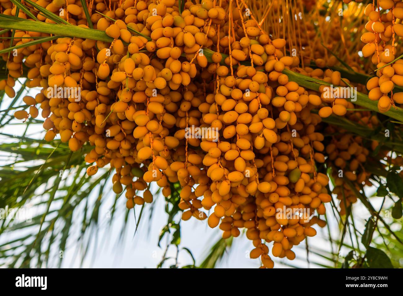 Dates on a palm tree Stock Photo - Alamy