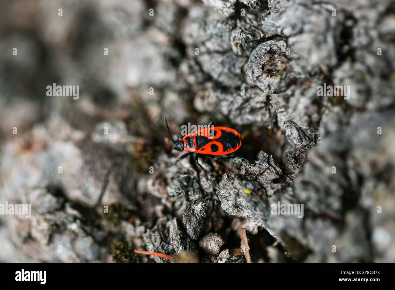 Firebug pyrrhocoris apterus nymph on hi-res stock photography and ...