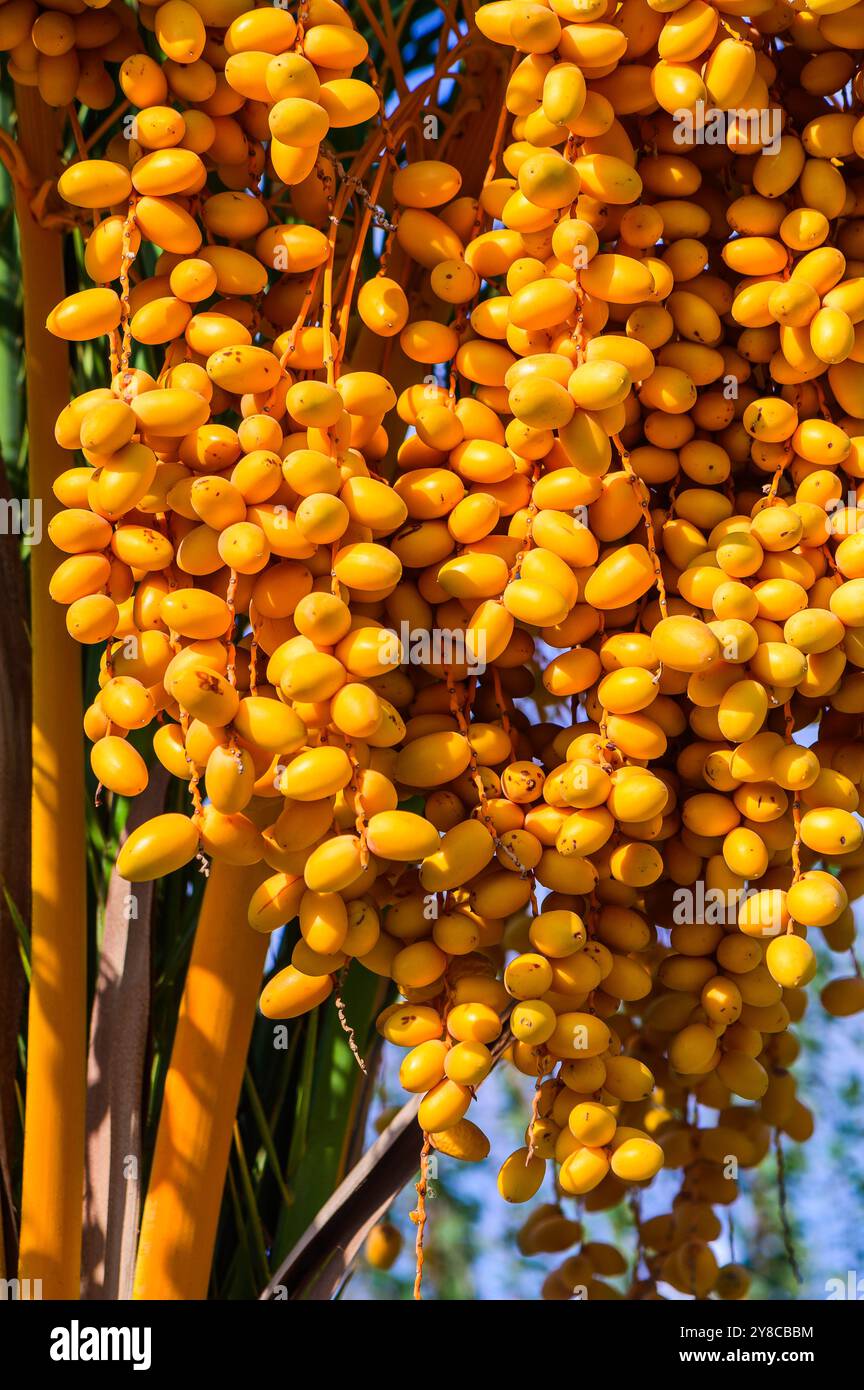 Date palm fruit on tree in the datepalm plantation Stock Photo - Alamy