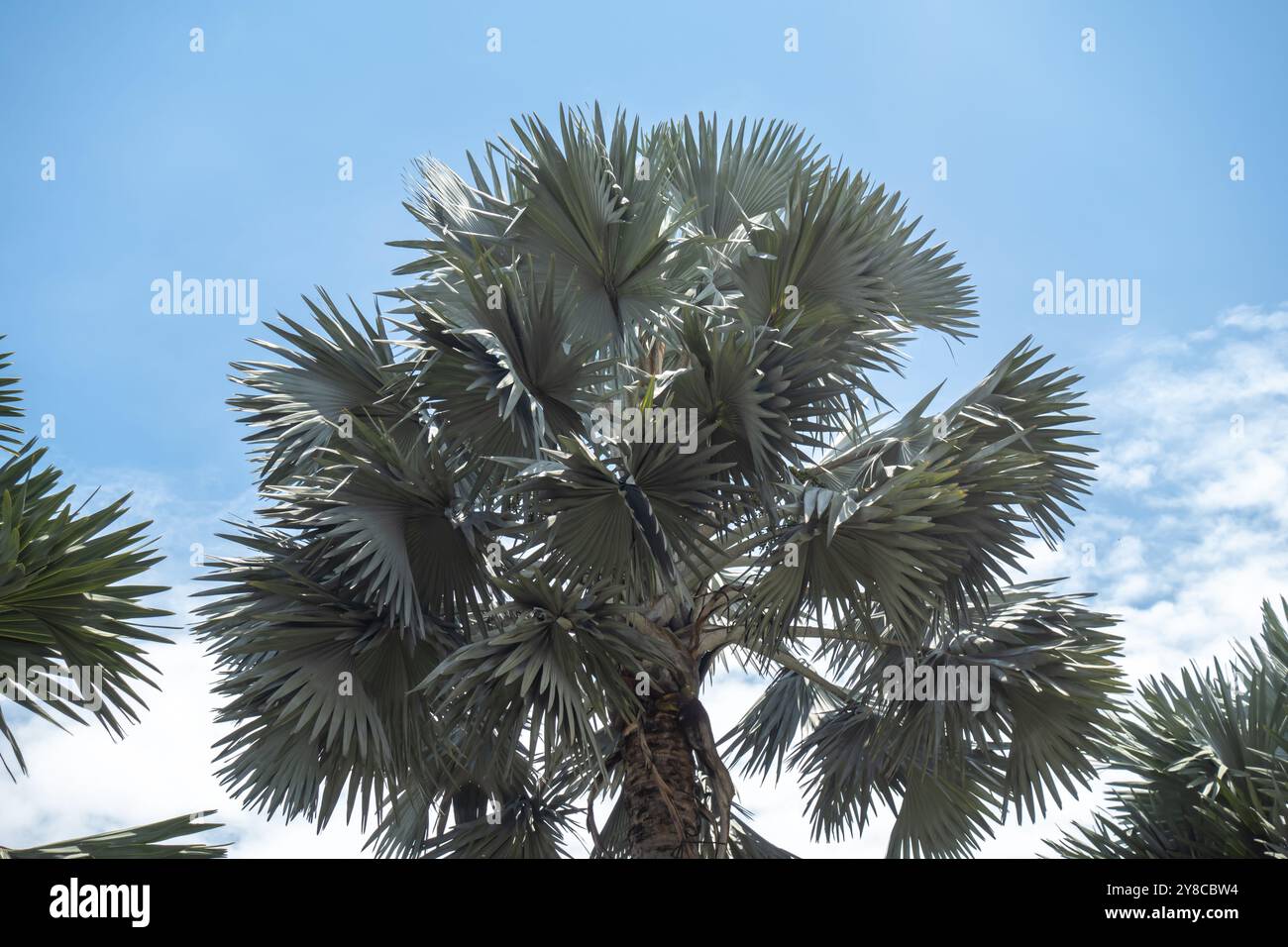 Latania loddigesii, blue latan palm, latanier de l'Ile Ronde, Latania ...