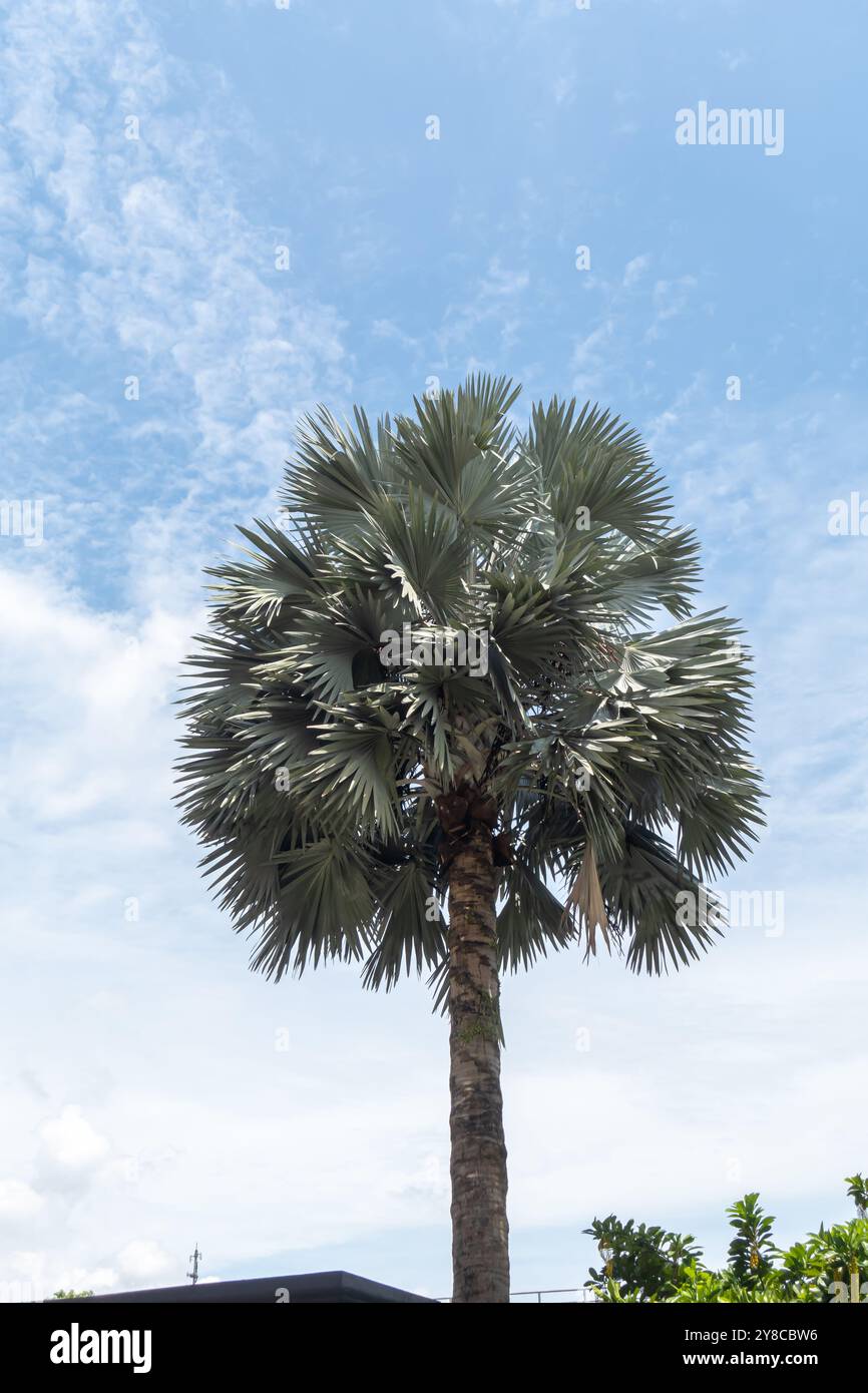 Latania loddigesii, blue latan palm, latanier de l'Ile Ronde, Latania ...