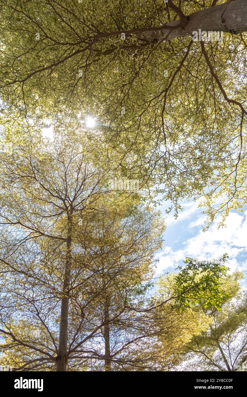 Bucida molinetii tree, Klang Malaysia Stock Photo - Alamy