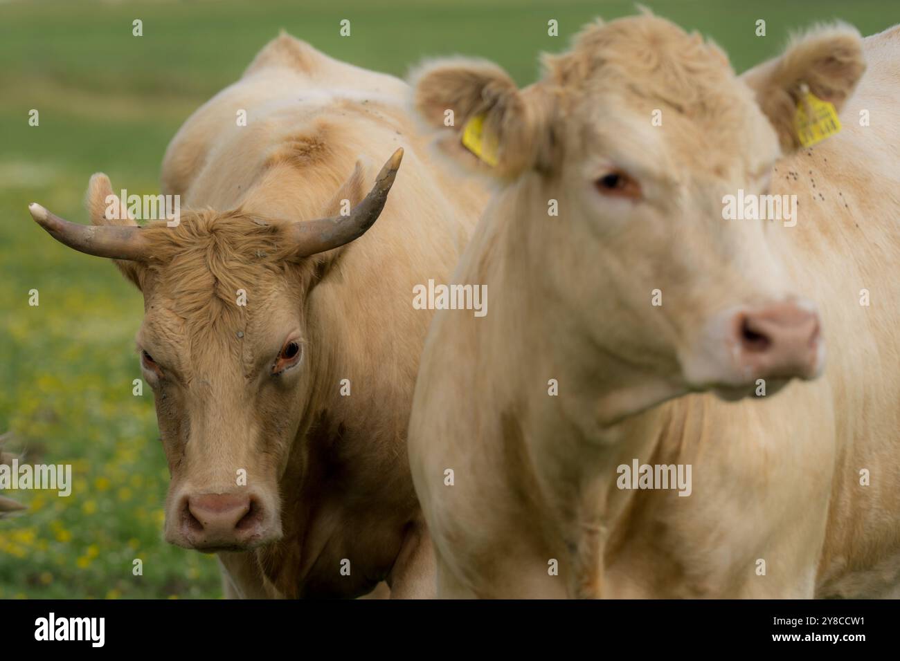 Dairy cows. Cattle in grass field. Cow in grassy pasture. Cattle cow ...