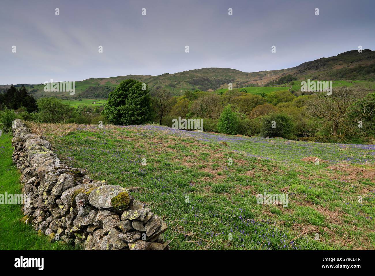 View of bluebell flowers in the Kentmere valley, Lake District National ...