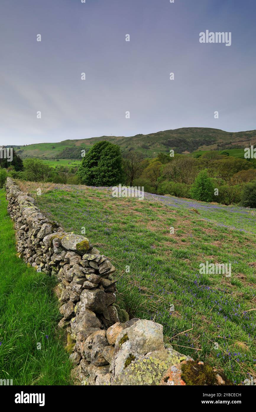 View of bluebell flowers in the Kentmere valley, Lake District National ...