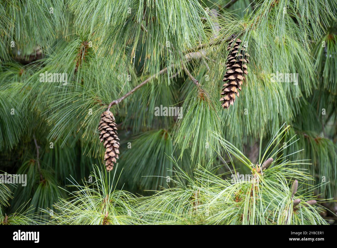 Native tree from Canarian islands, Canarian pine tree with long green ...