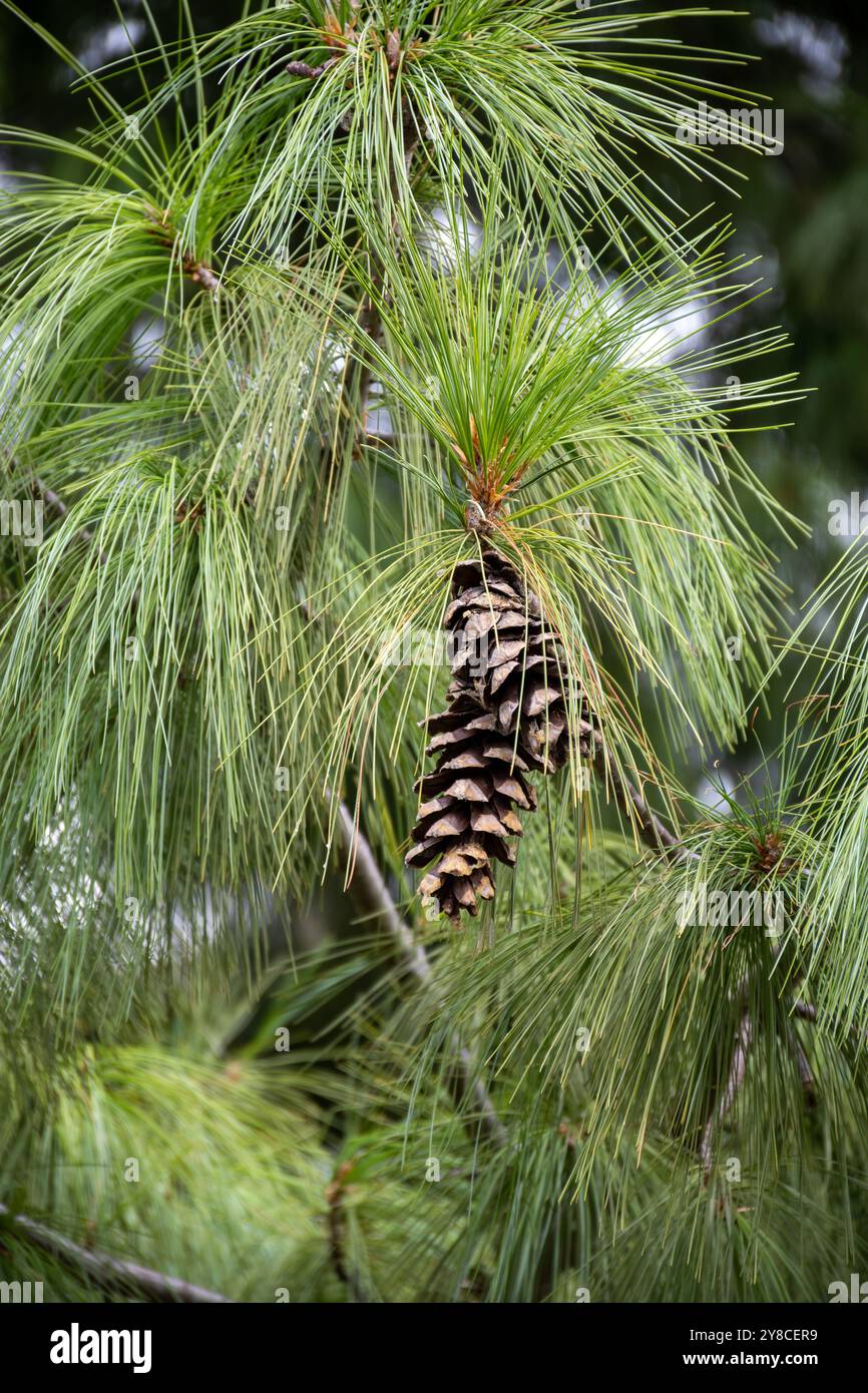 Native tree from Canarian islands, Canarian pine tree with long green ...