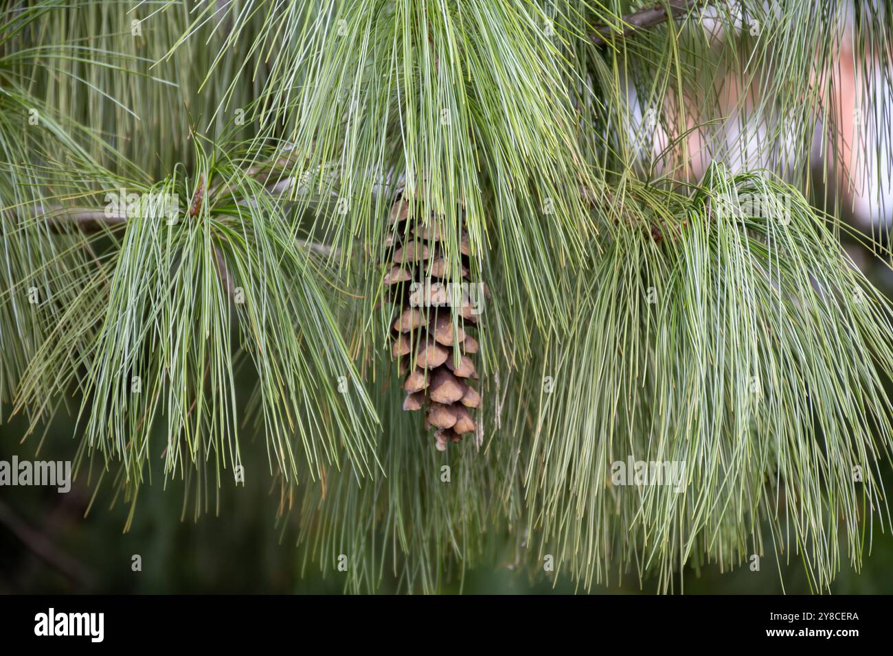 Native tree from Canarian islands, Canarian pine tree with long green ...