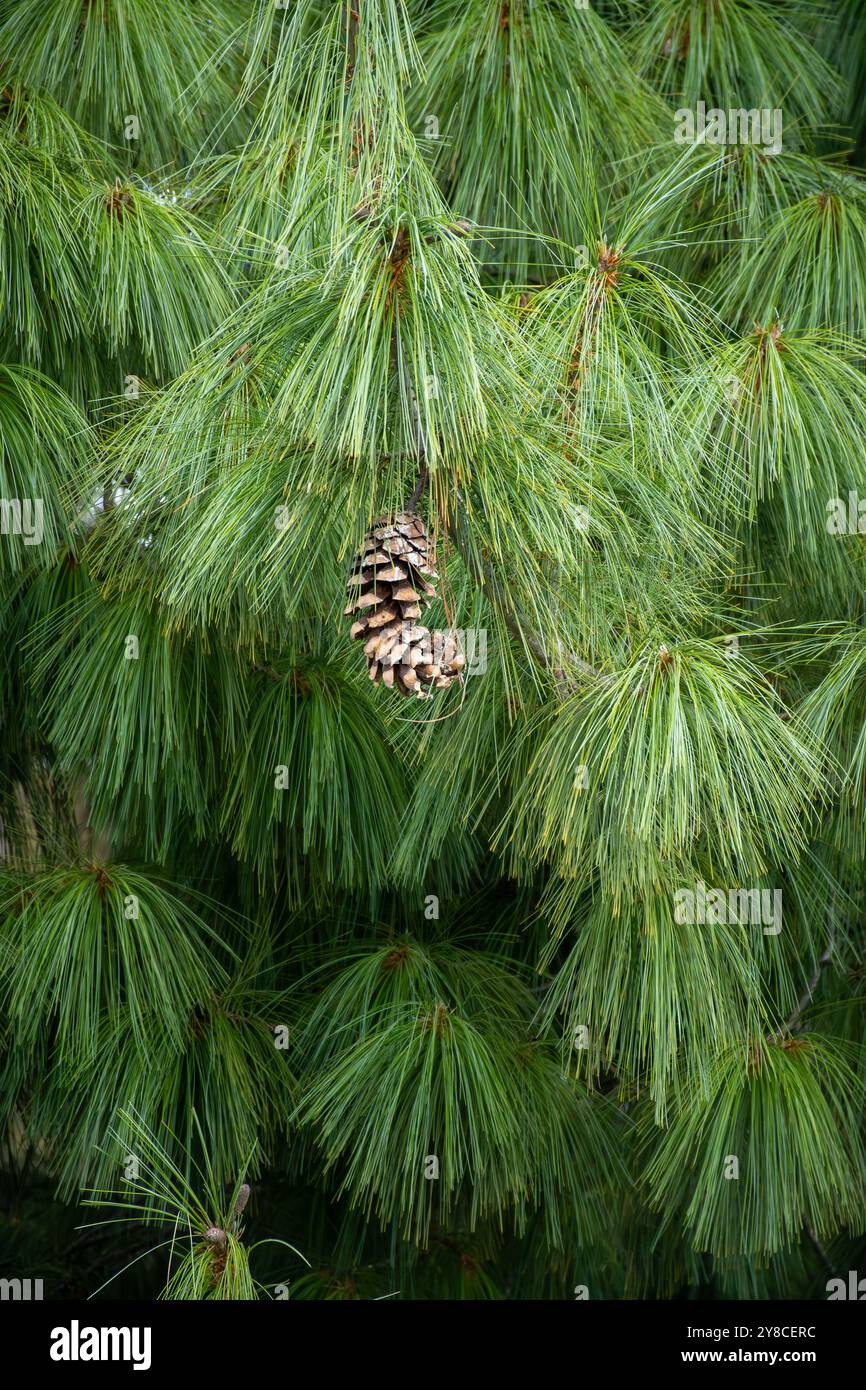 Native tree from Canarian islands, Canarian pine tree with long green ...
