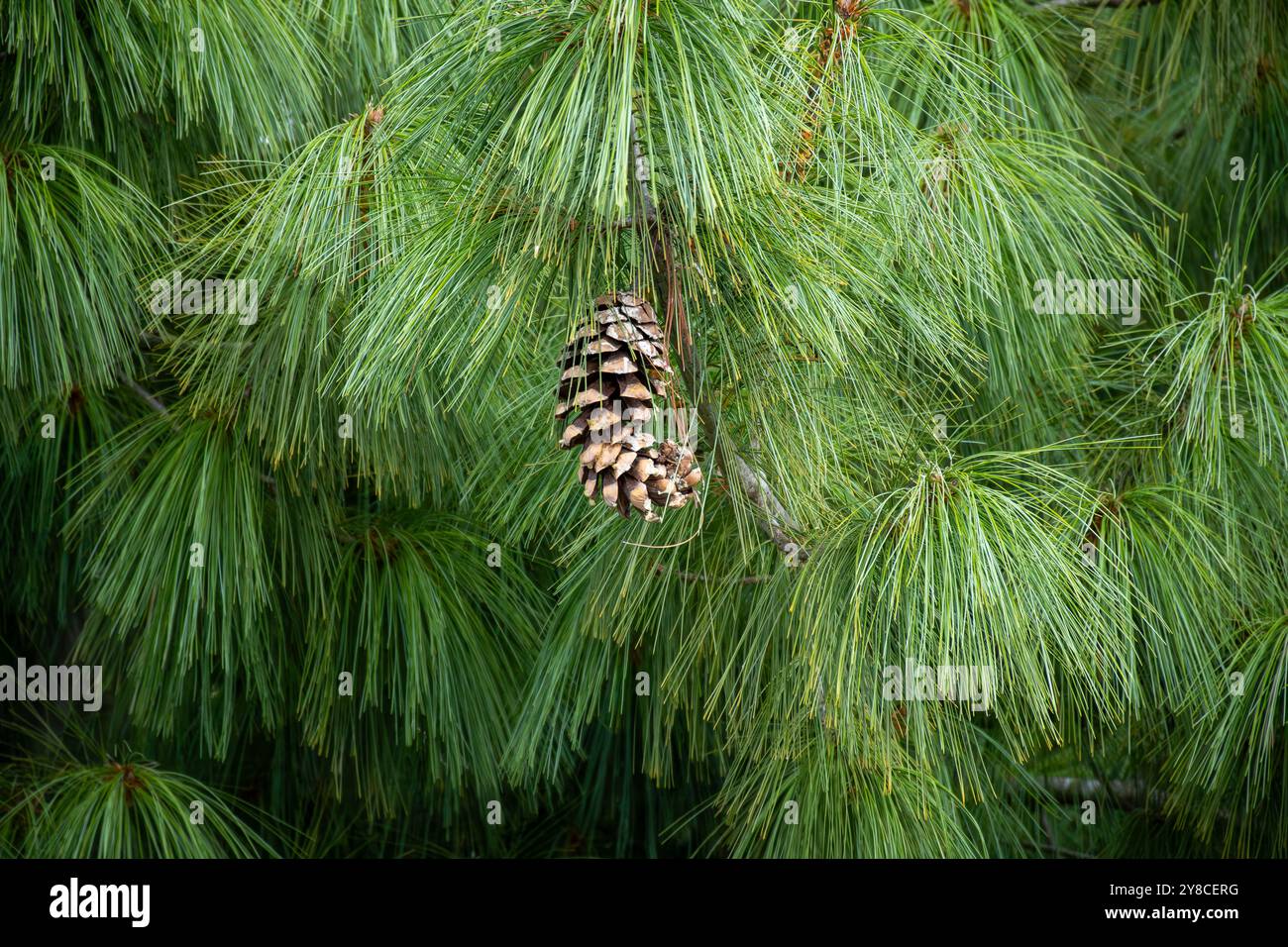 Native tree from Canarian islands, Canarian pine tree with long green ...