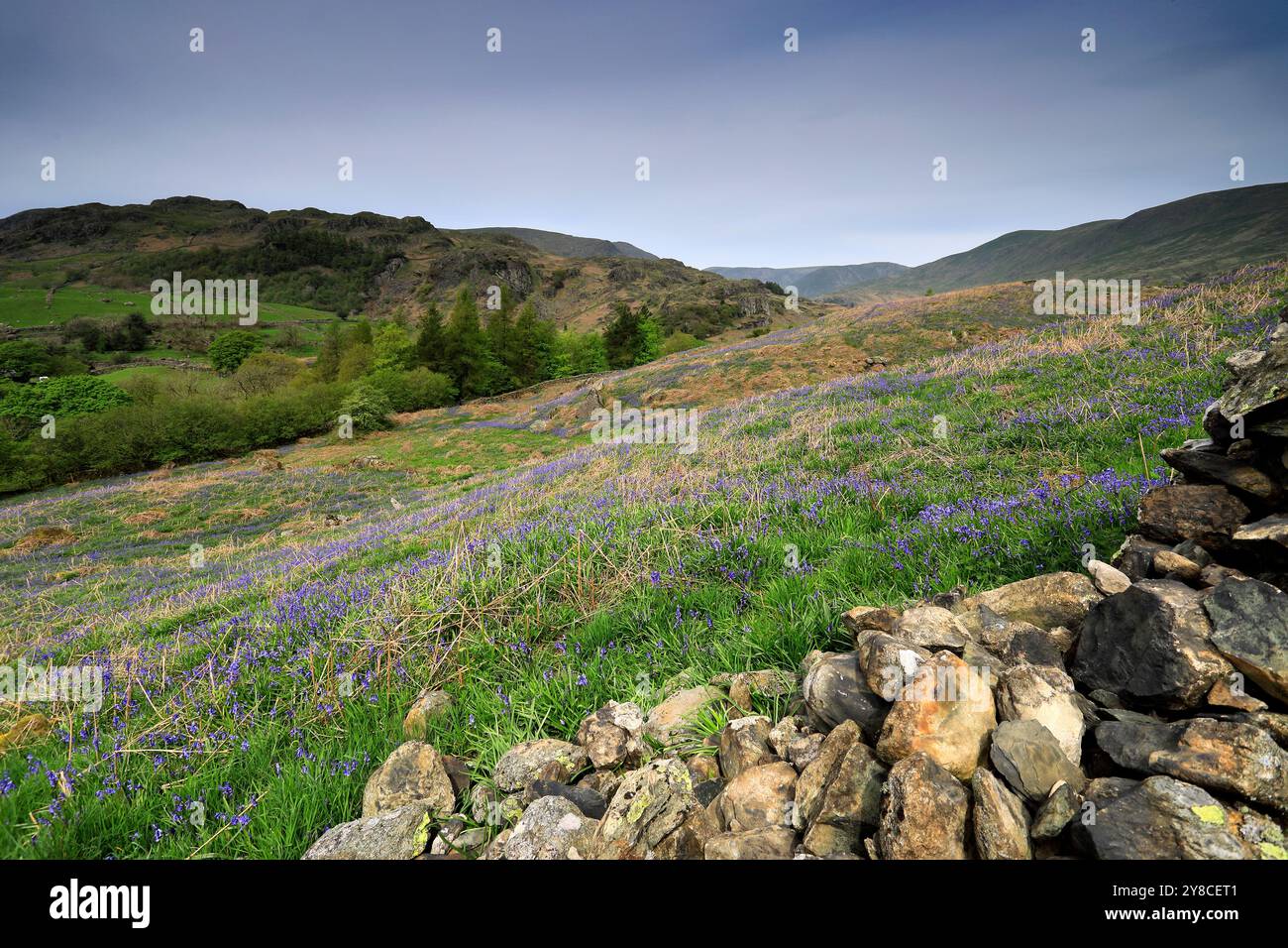 View of bluebell flowers in the Kentmere valley, Lake District National ...