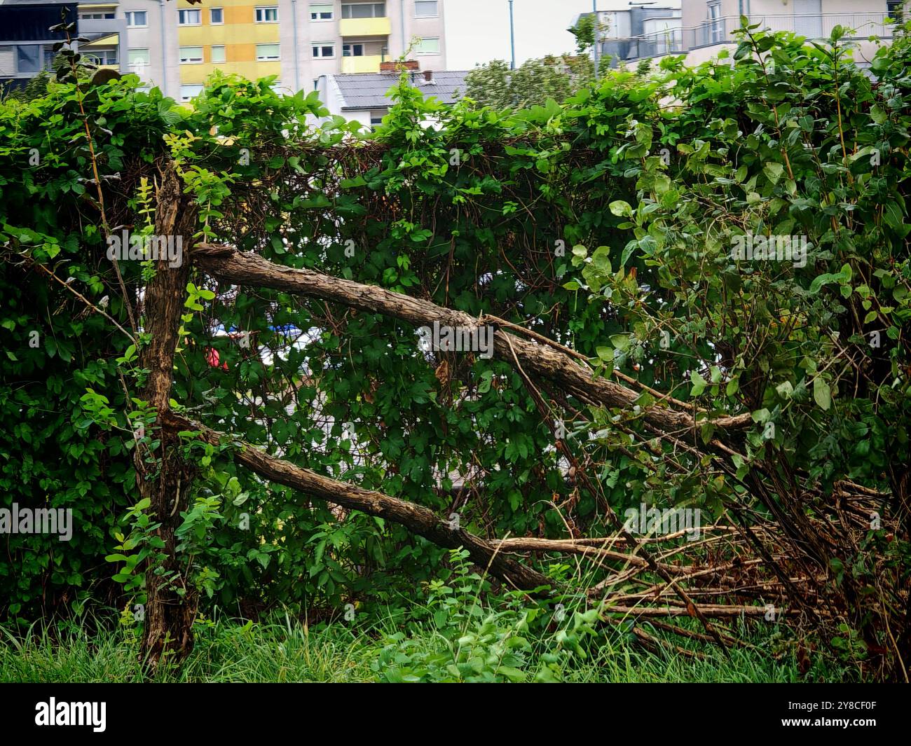 renaturation or ecological restoration by architecture in damaged or ...