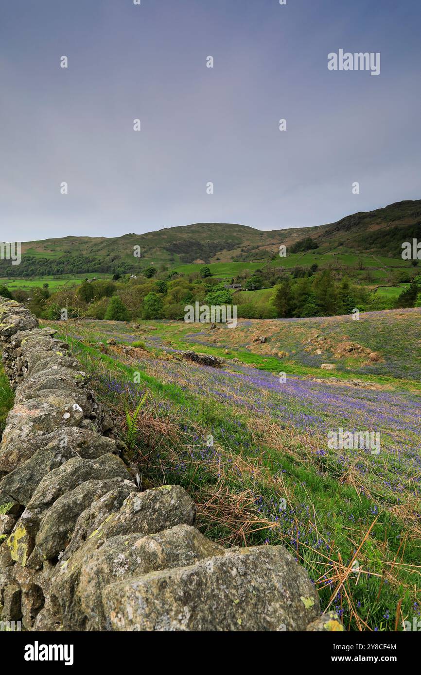 View of bluebell flowers in the Kentmere valley, Lake District National ...