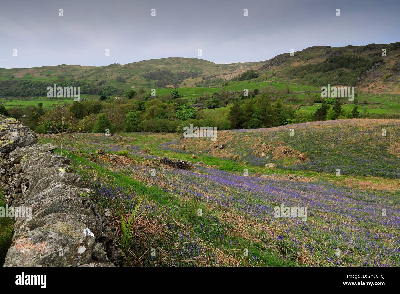 View of bluebell flowers in the Kentmere valley, Lake District National ...