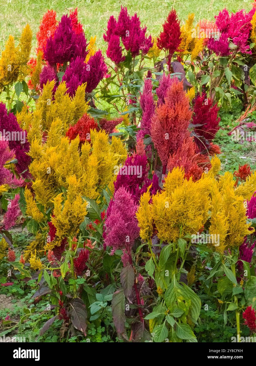 red, yellow celosia pinnate during flowering Stock Photo - Alamy