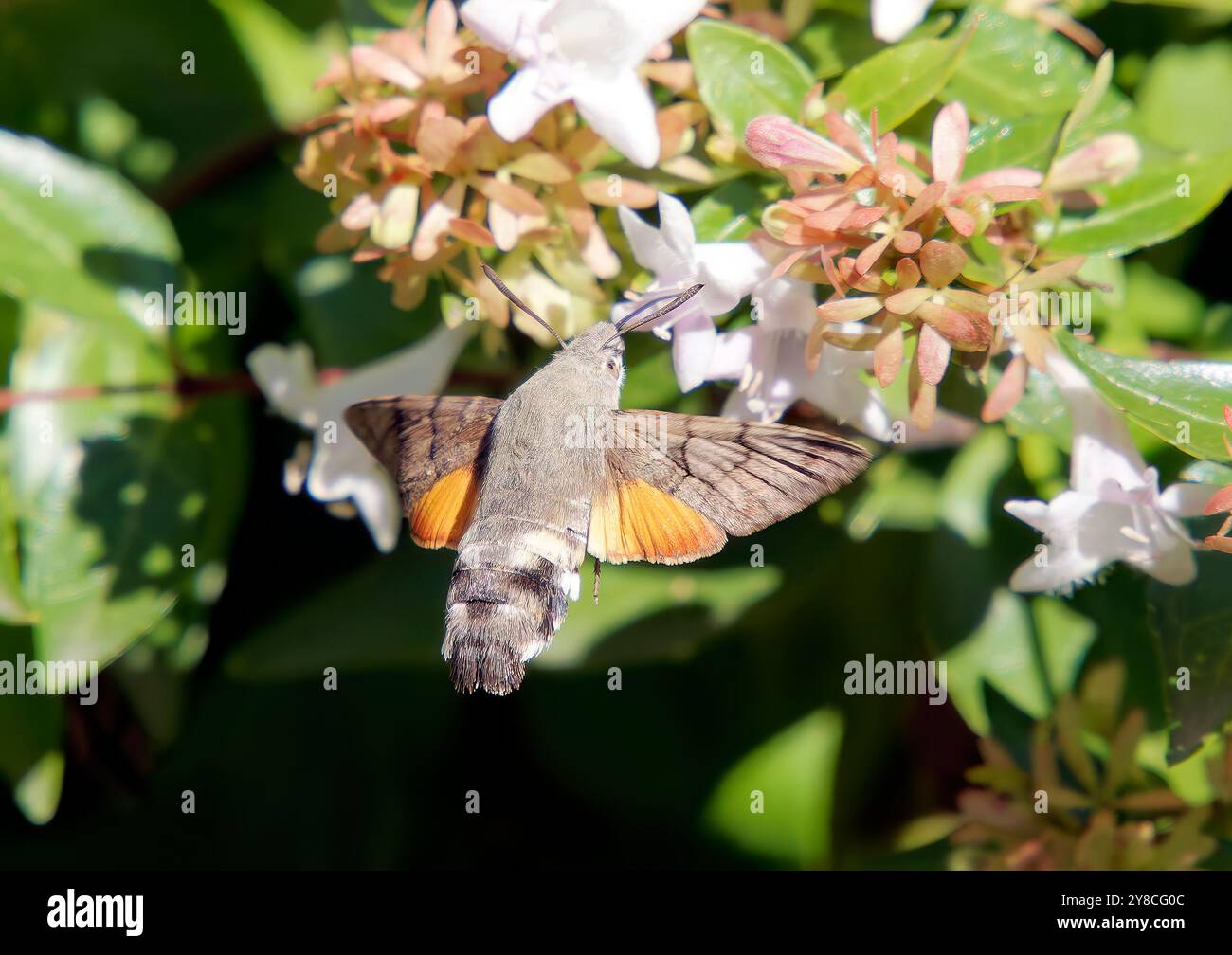 Hummingbird hawk-moth, Taubenschwänzchen, Moro-sphinx, Macroglossum ...