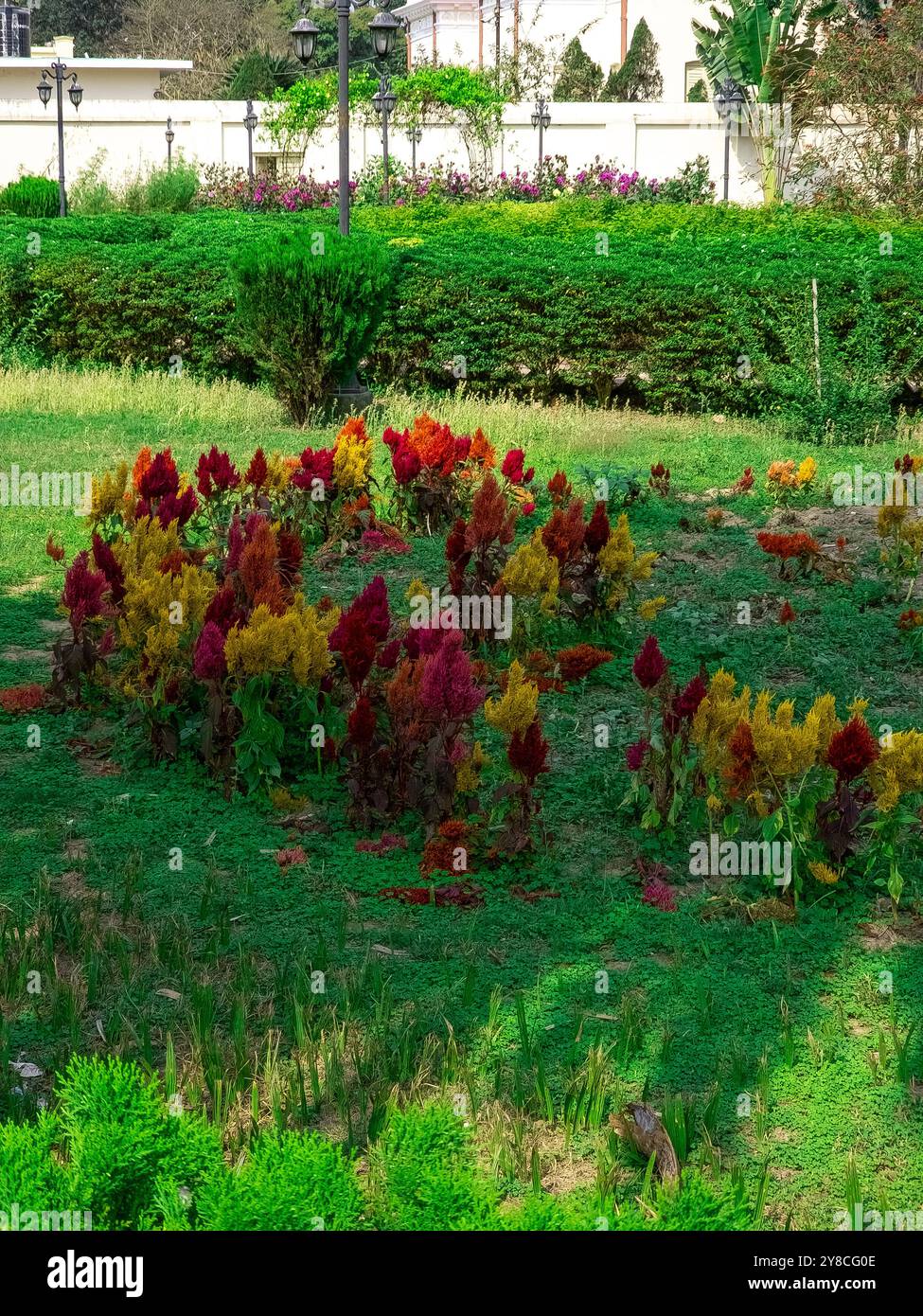 red, yellow celosia pinnate during flowering Stock Photo - Alamy